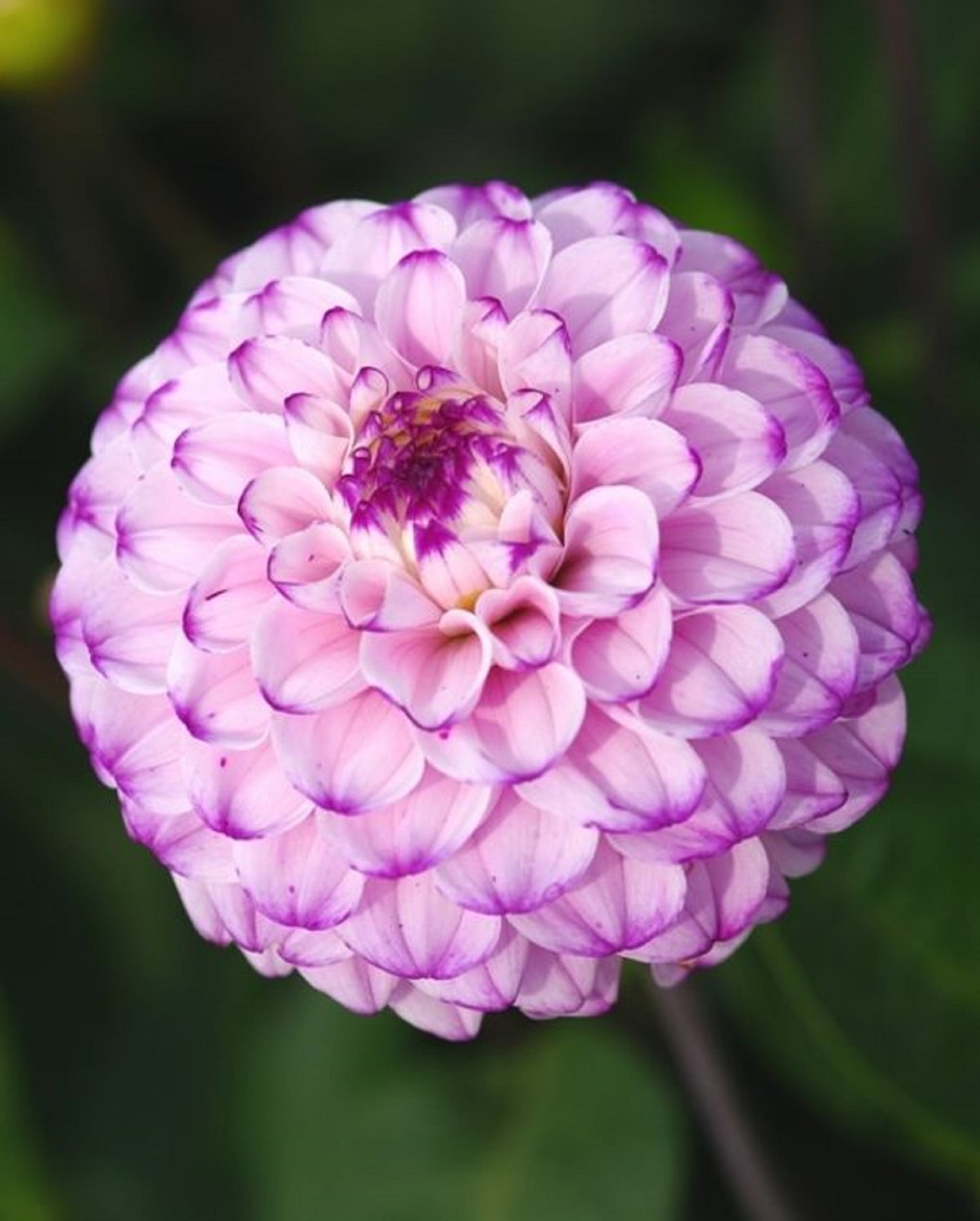 Genova Ball Flowering Dahlia - 2 Root Clumps - Purple & Maroon ...