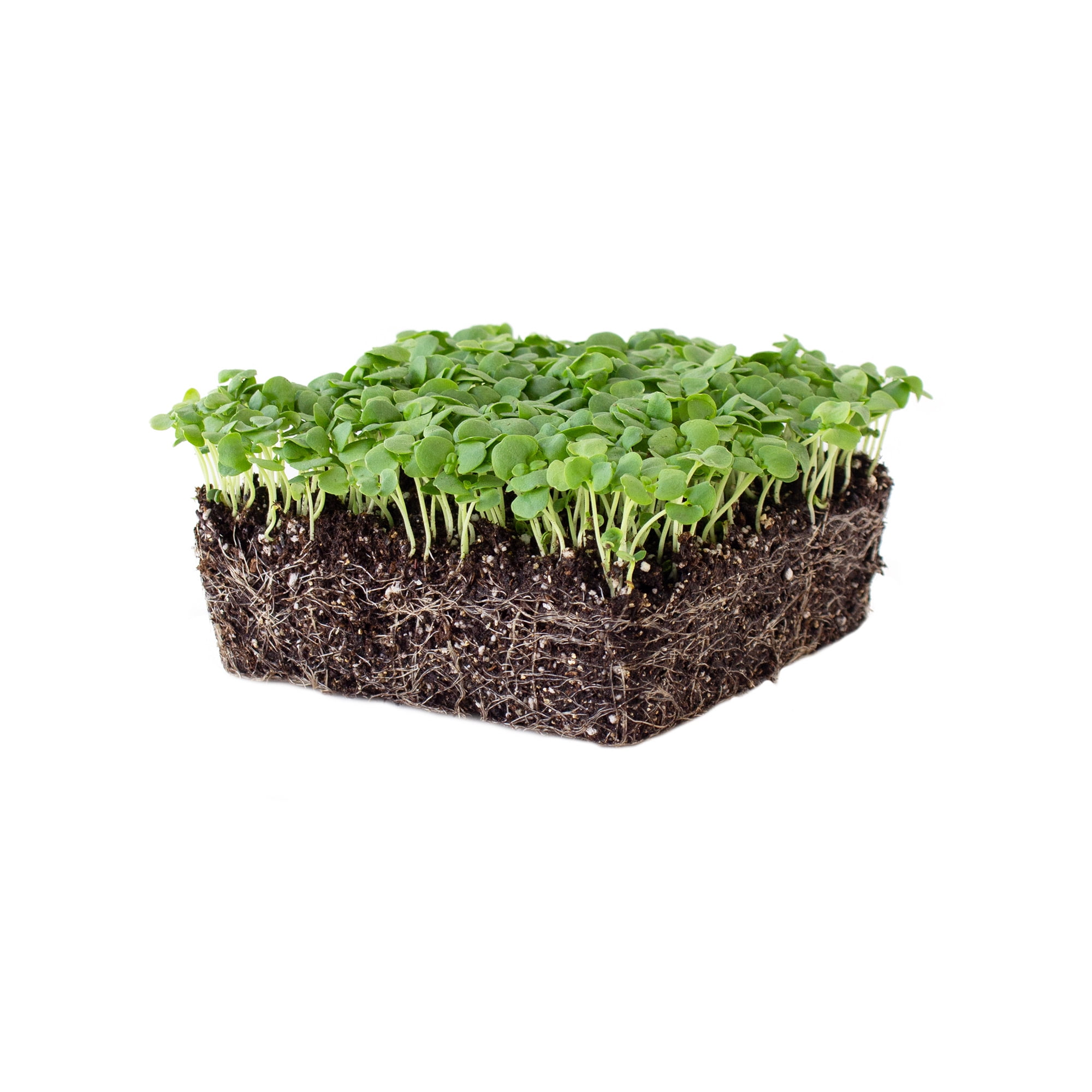 Genovese Basil Microgreens Seeds - 2 g Packet ~1000 Seeds - Non-GMO ...
