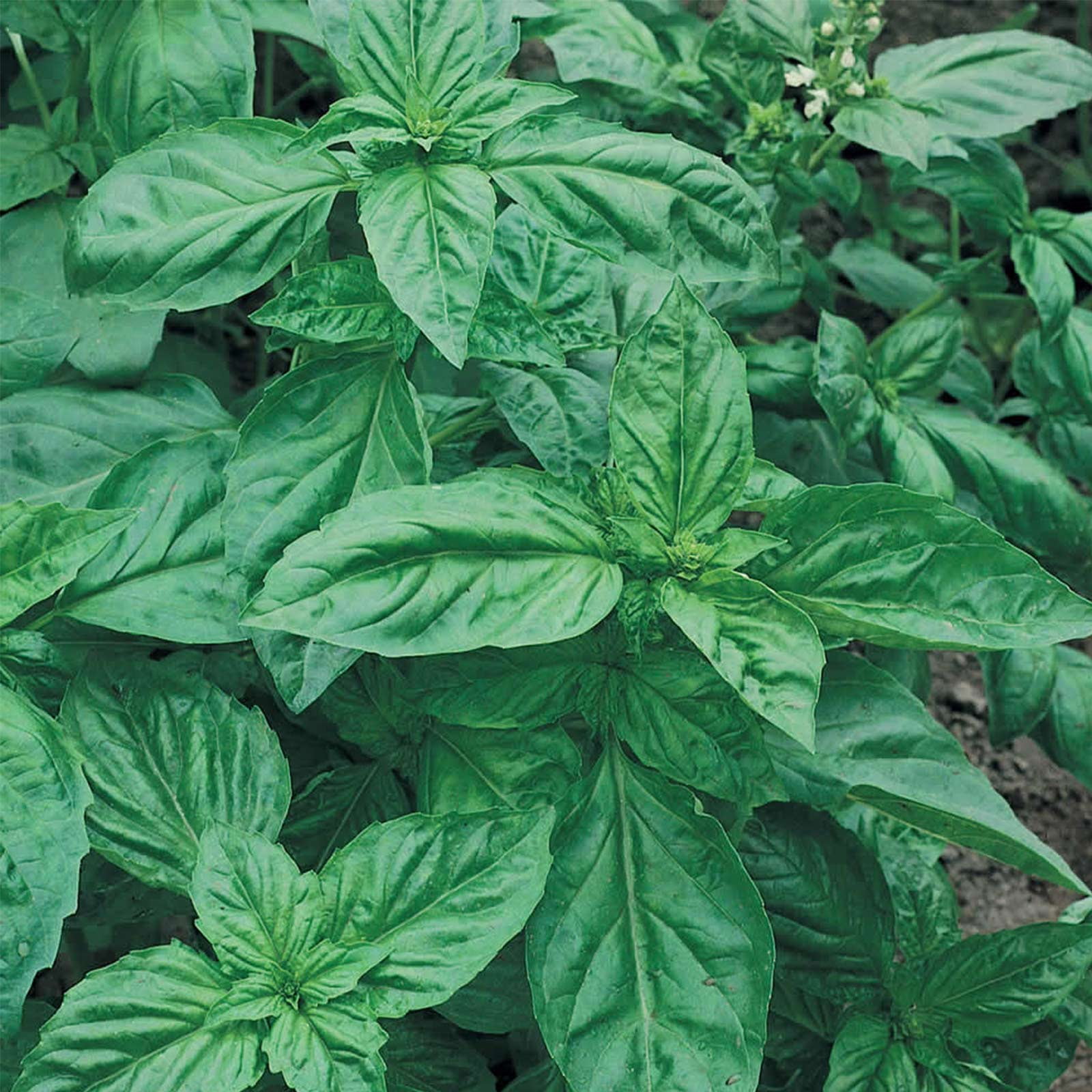 Genovese Basil Microgreens Seeds - Non-GMO Bulk Seed for Growing Micro ...