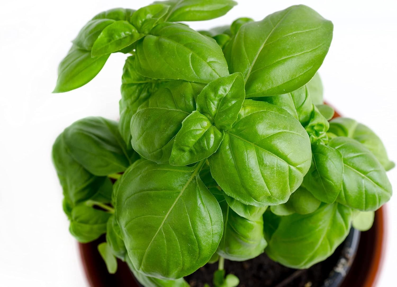Genovese Basil Seeds for Planting - Heirloom Non-GMO USA Grown - 150 ...