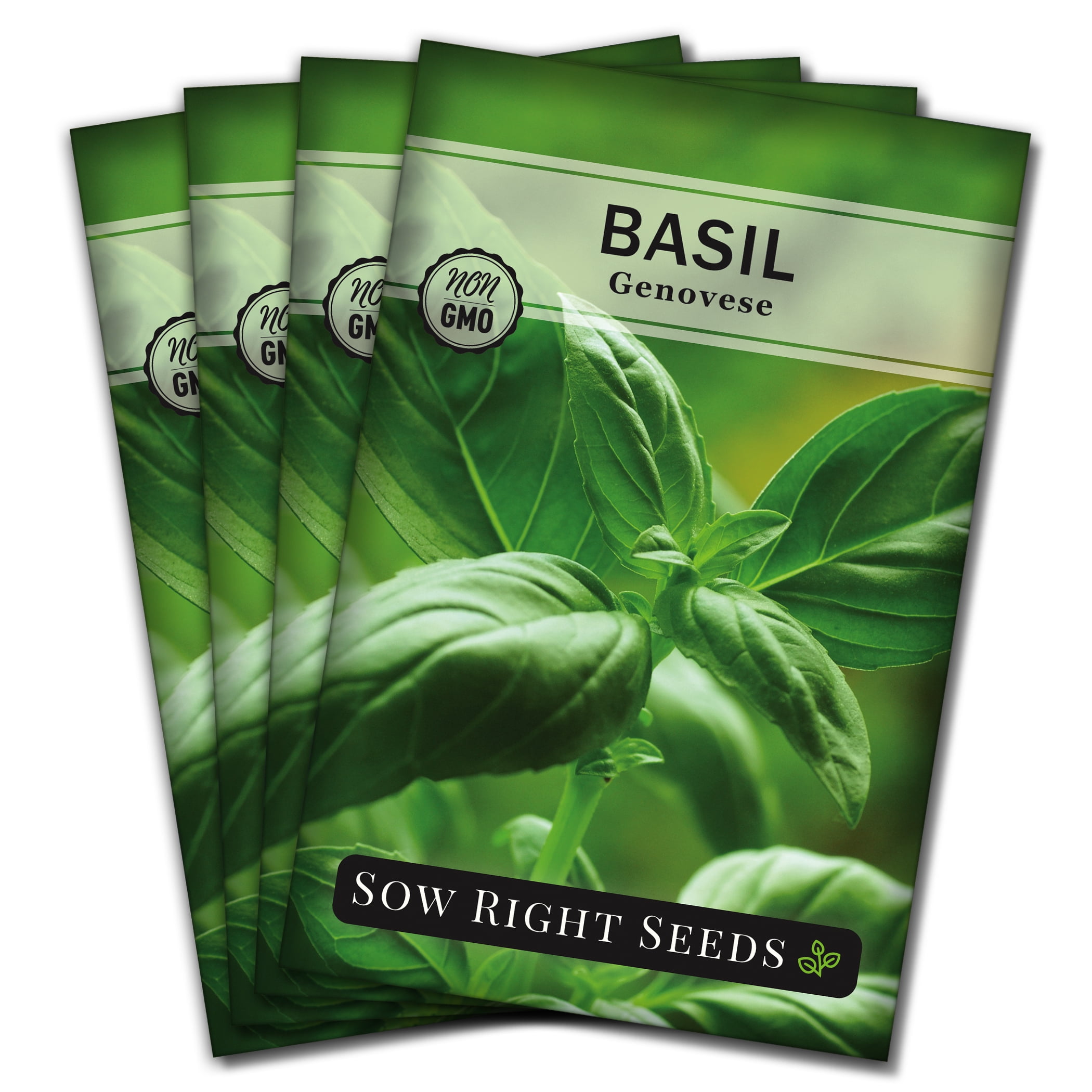Genovese Basil for Planting - Non GMO Heirloom Varieties for your ...