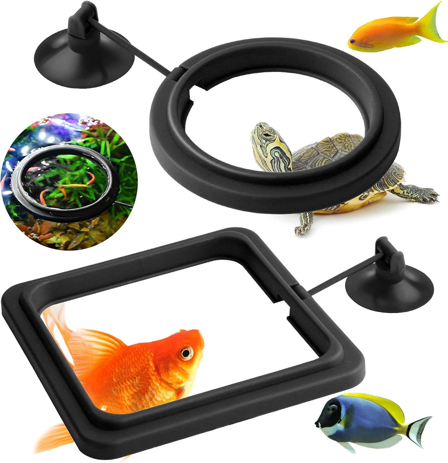Genreen Fish Feeding Ring, 2 Pieces Fish Feeder Aquarium Fish Turtle ...