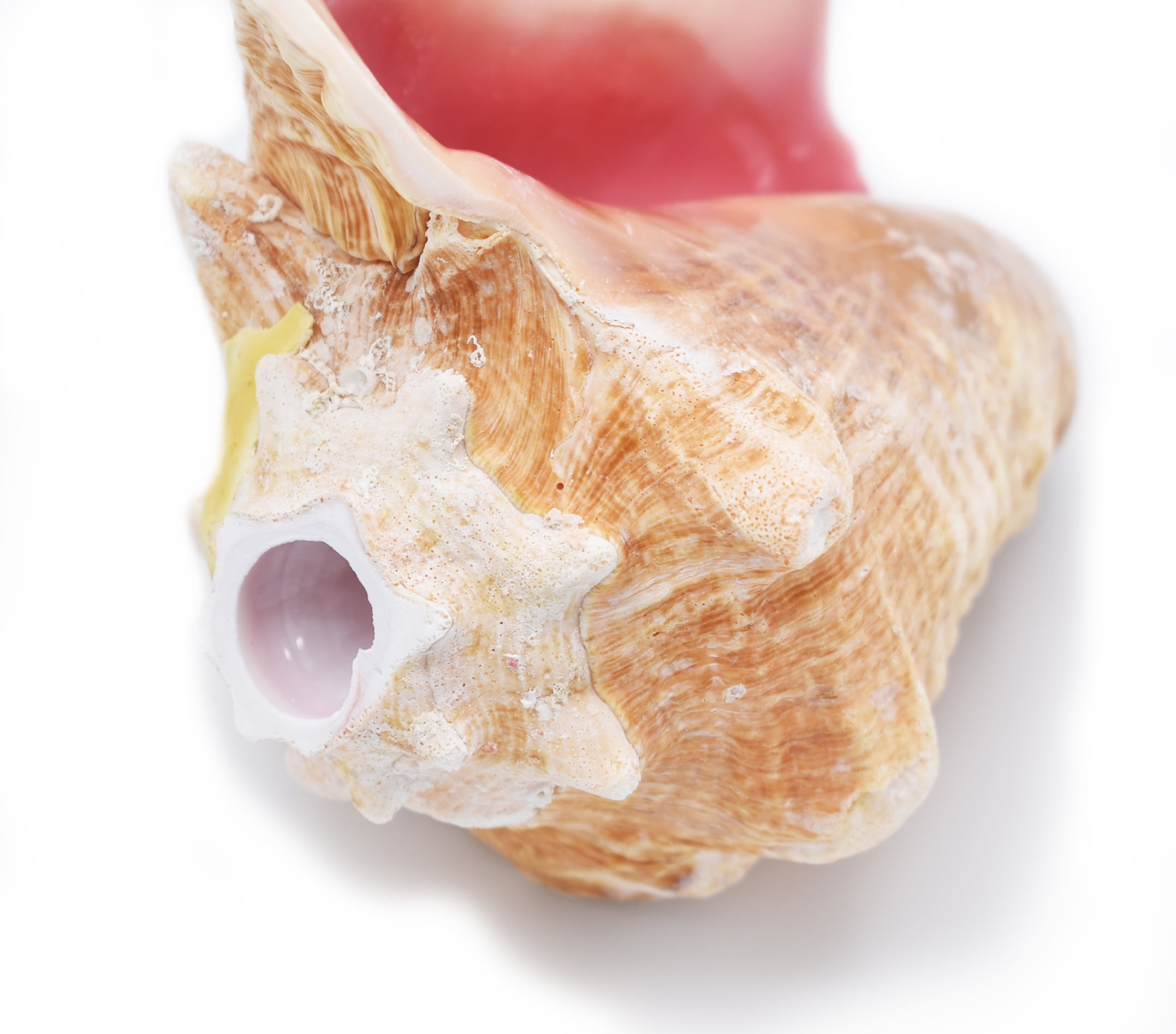 Genuine Bahama Pink Conch Shell Horn, 7-8 inches Seashell Trumpet for ...