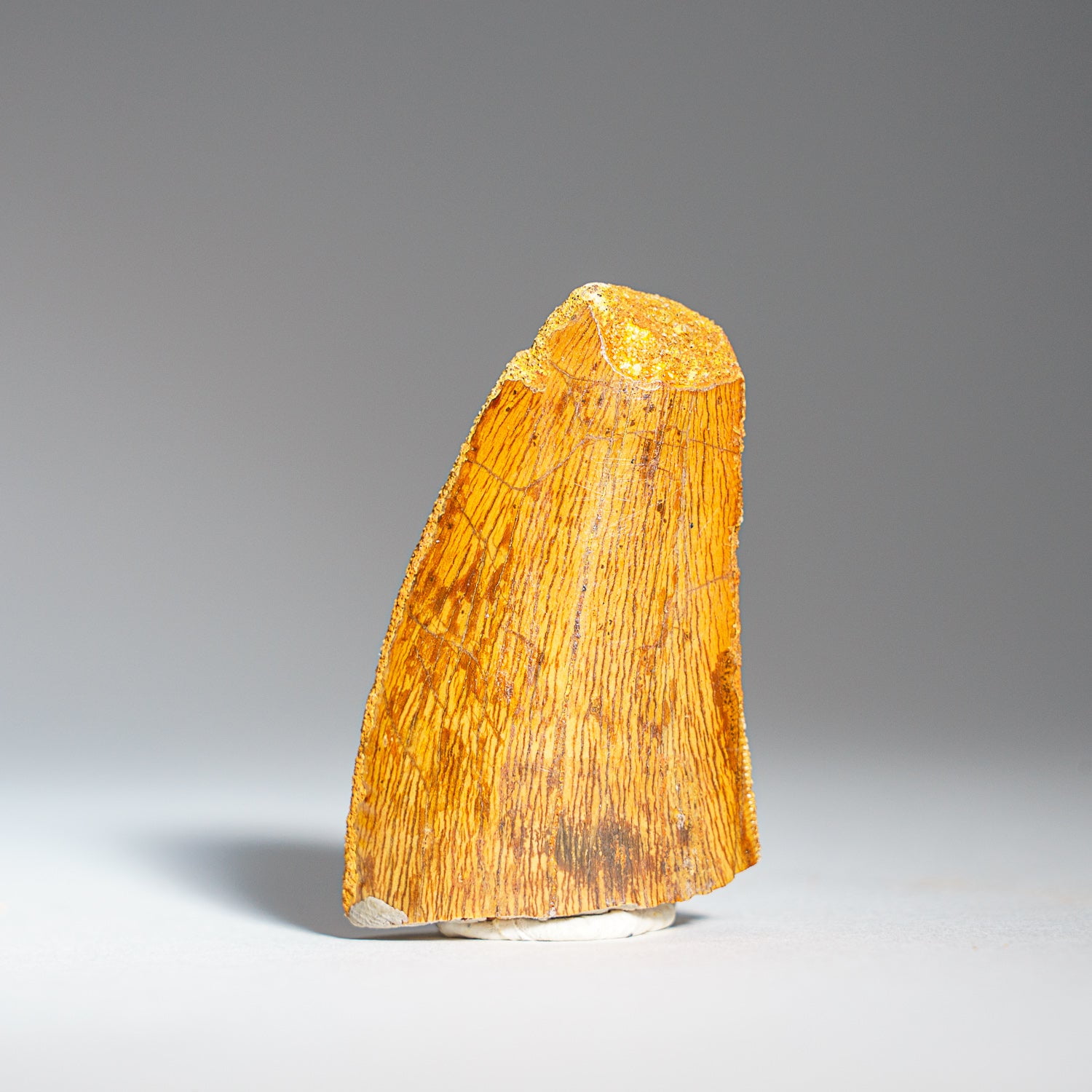 Genuine Carcharodontosaurus Tooth (17.5 grams) - Walmart.com