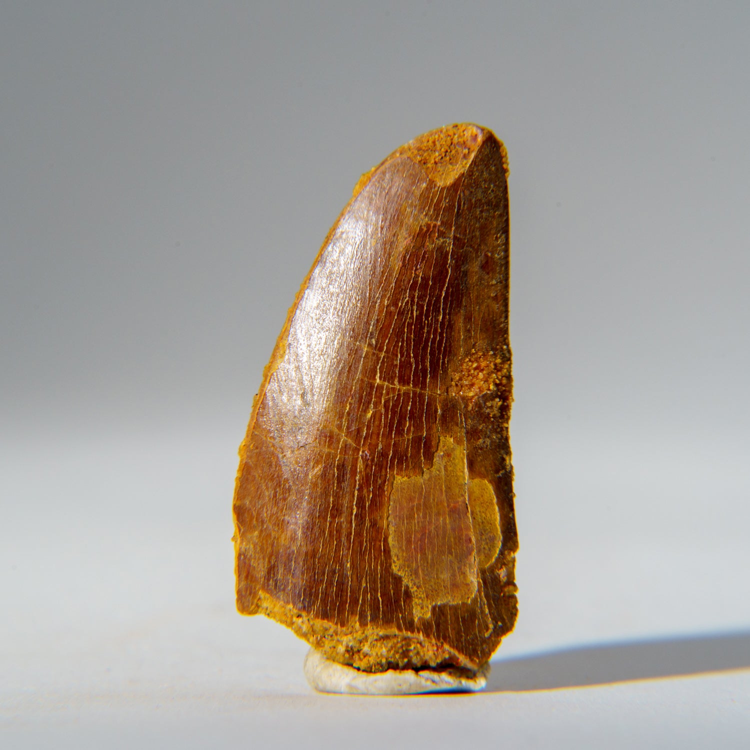 Genuine Carcharodontosaurus Tooth in Display Box (15.4 grams) - Walmart.com