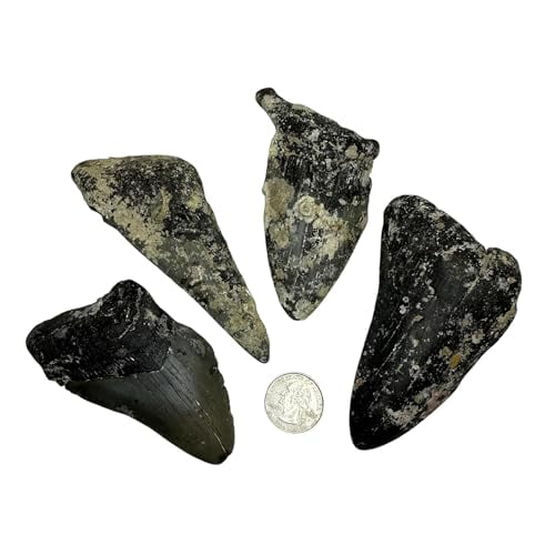 Genuine Fossilized Prehistoric Megalodon Shark Teeth Fragments from The ...