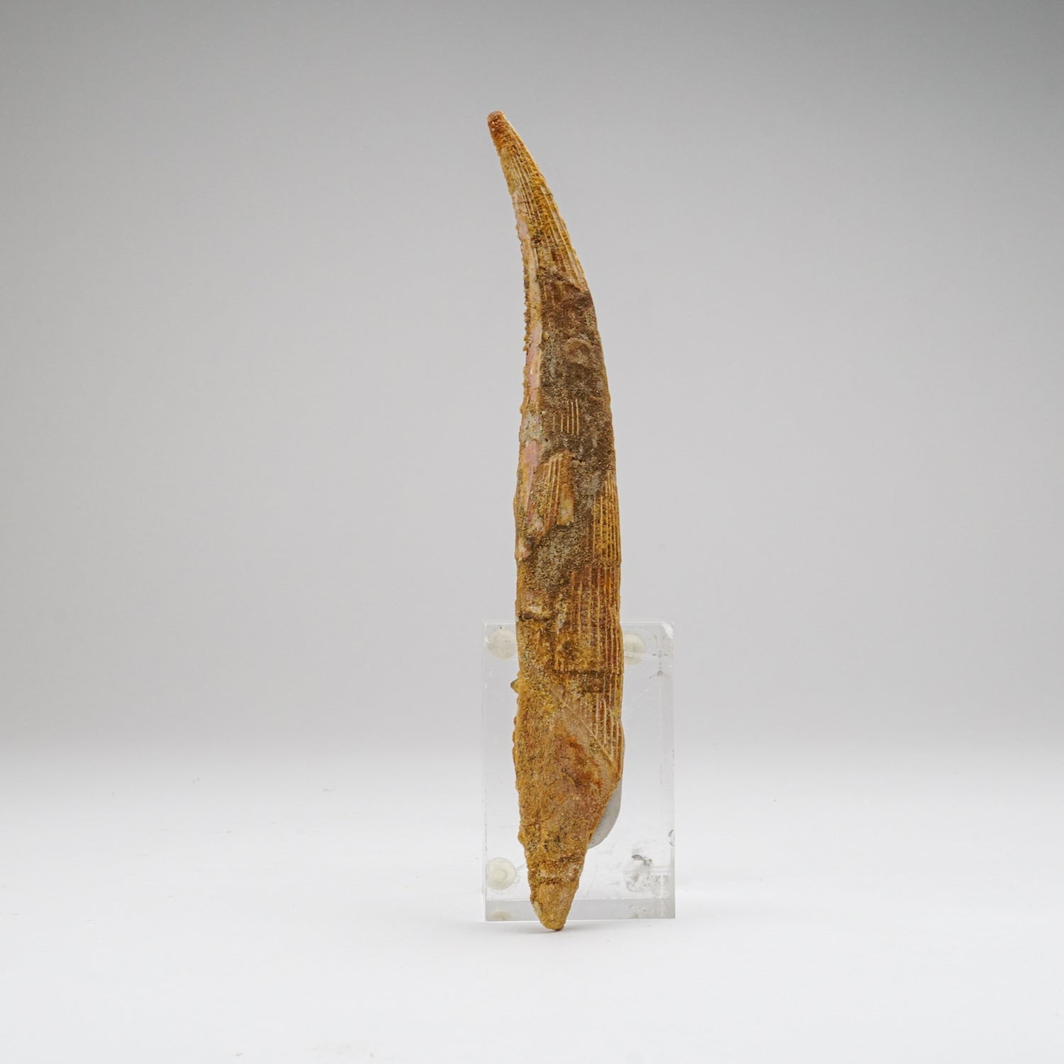 Genuine Hybodus Shark Fin Spine (77.9 grams) - Walmart.com