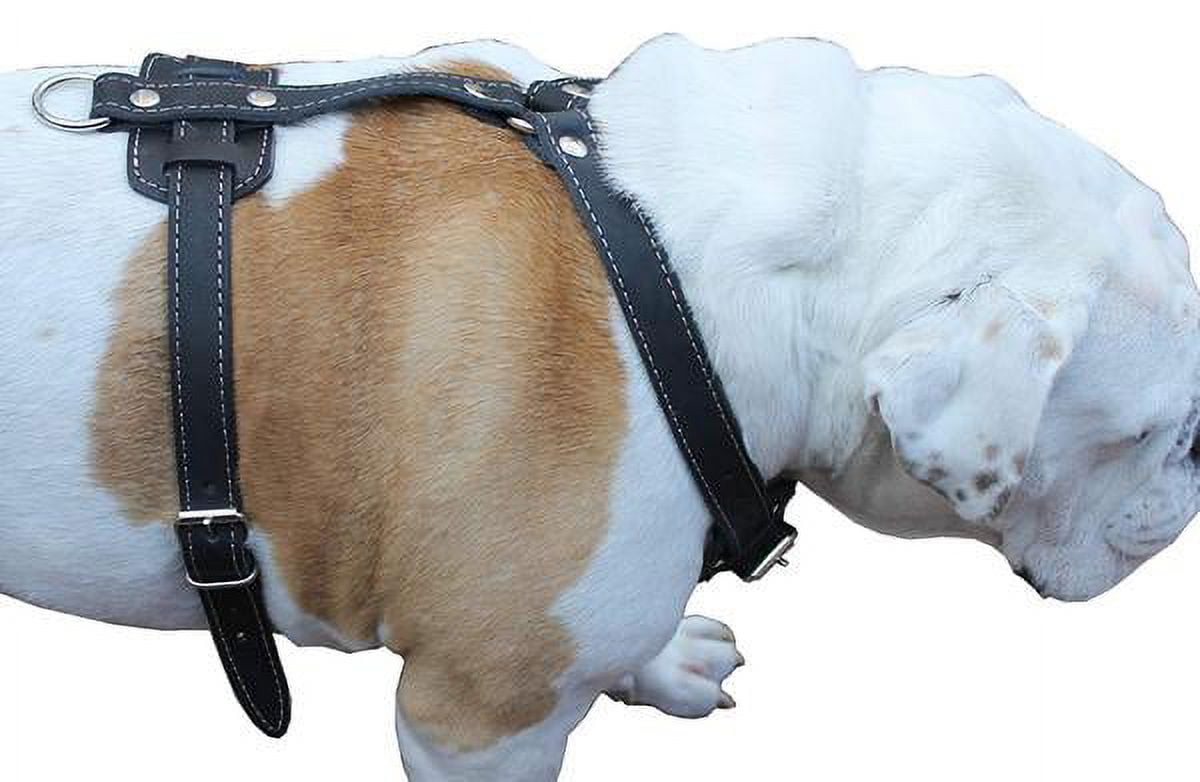 Genuine Leather Dog Harness, 29"-37" Chest, 1" Wide Straps. German ...