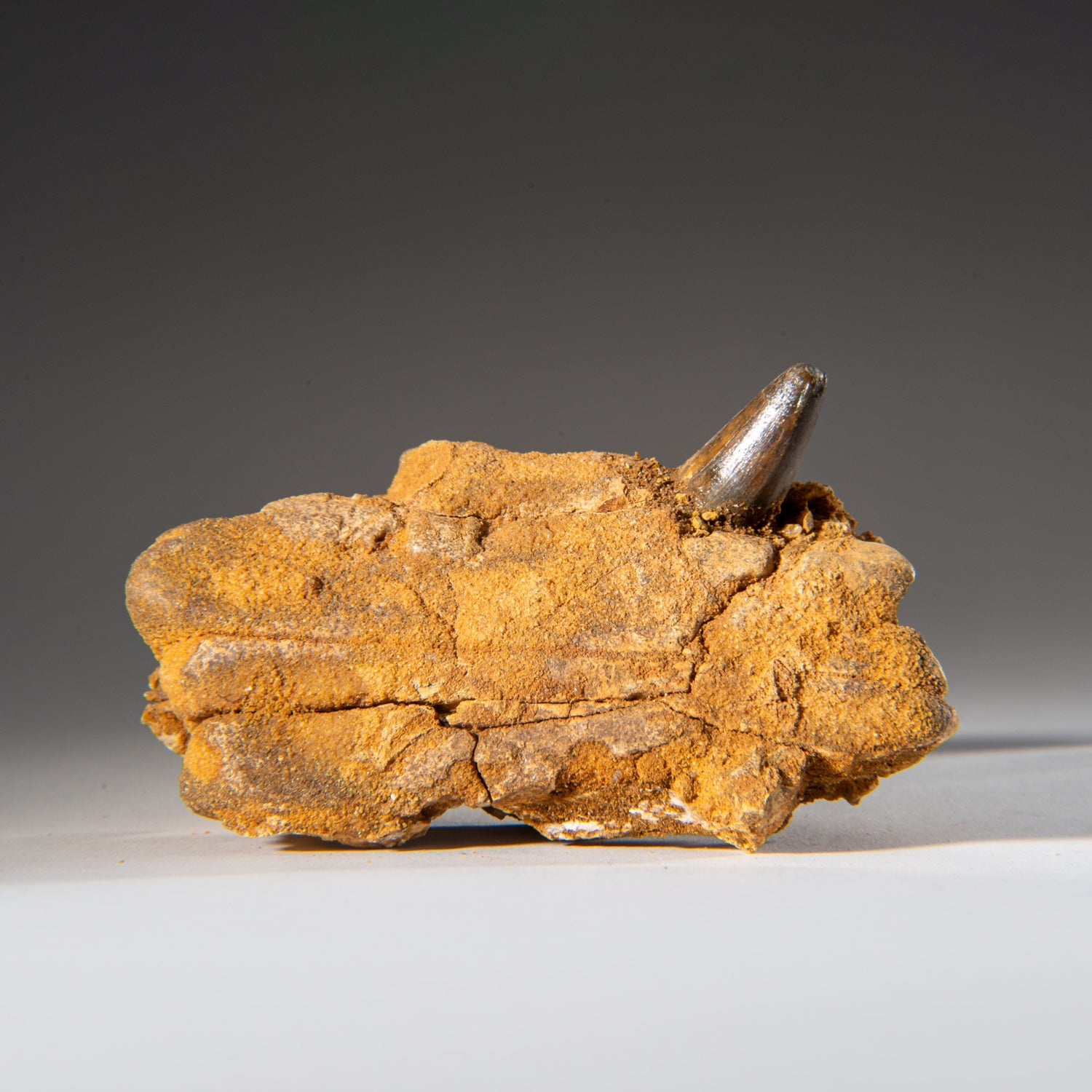 Genuine Mosasaur Tooth in a Fossilized Jaw bone - Walmart.com