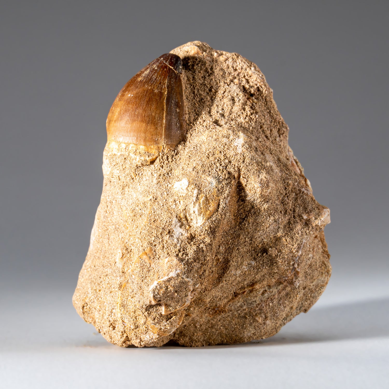 Genuine Mosasaurus Tooth on matrix - Walmart.com