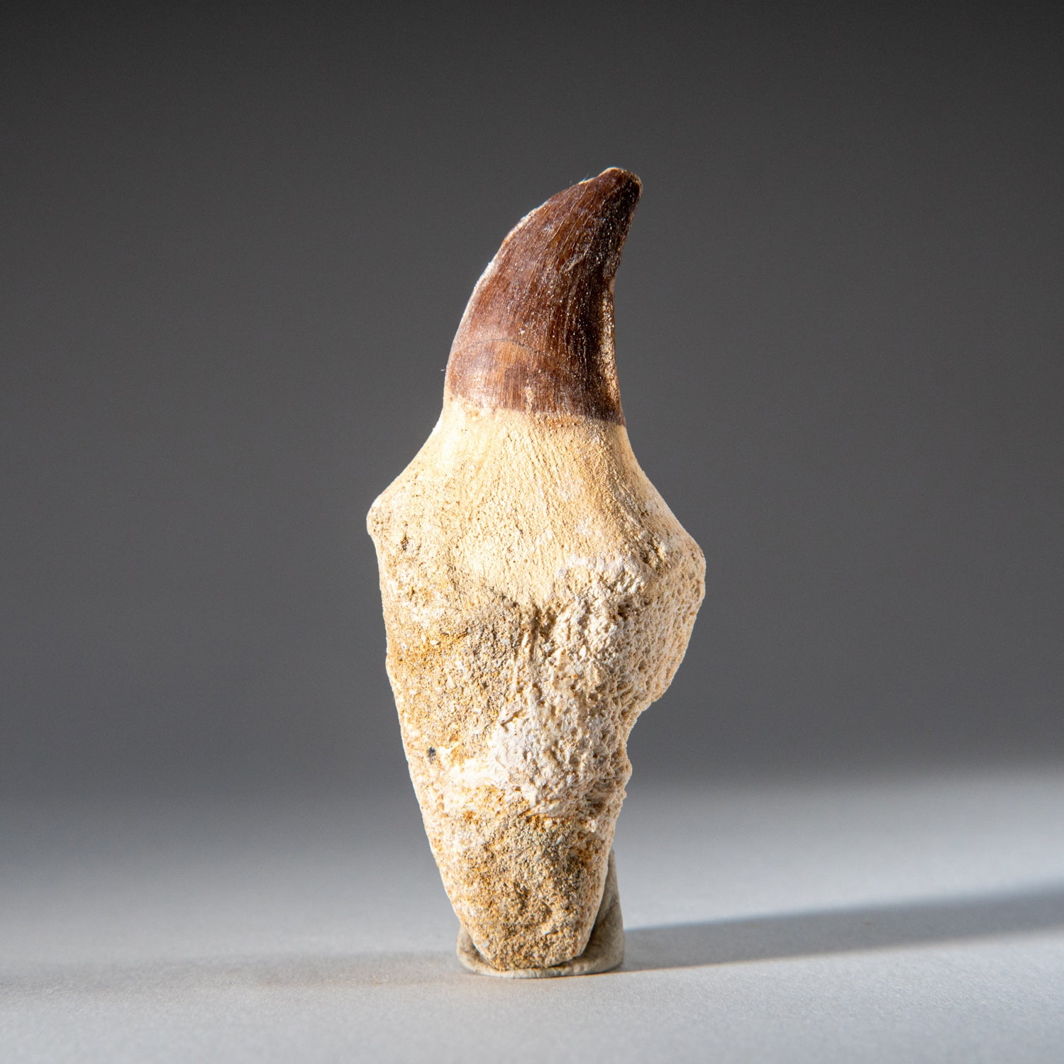 Genuine Mosasaurus Tooth with Root - Walmart.com