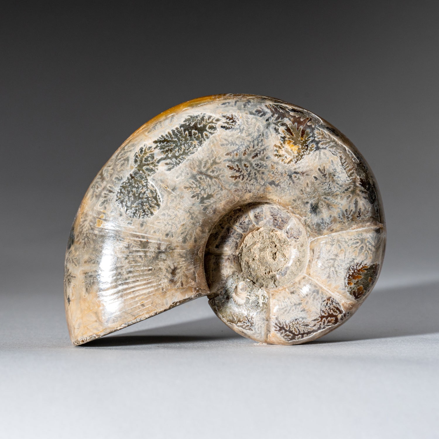 Genuine Natural Calcified Ammonite Fossil (246 grams) - Walmart.com