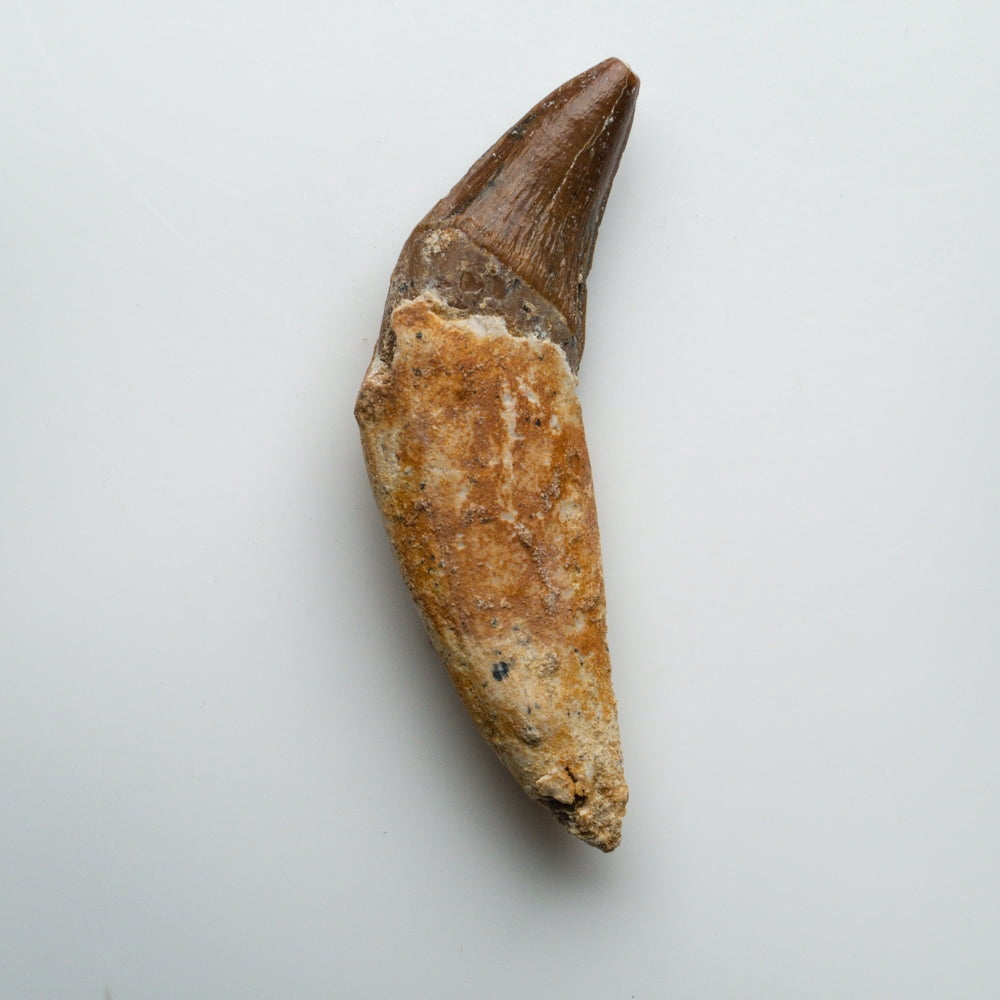 Genuine Natural Spinosaurus Dinosaur Tooth - Walmart.com
