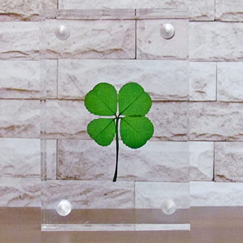 Genuine Preserved Four Leaf Clover Suspended in a Modern Minimalistic ...