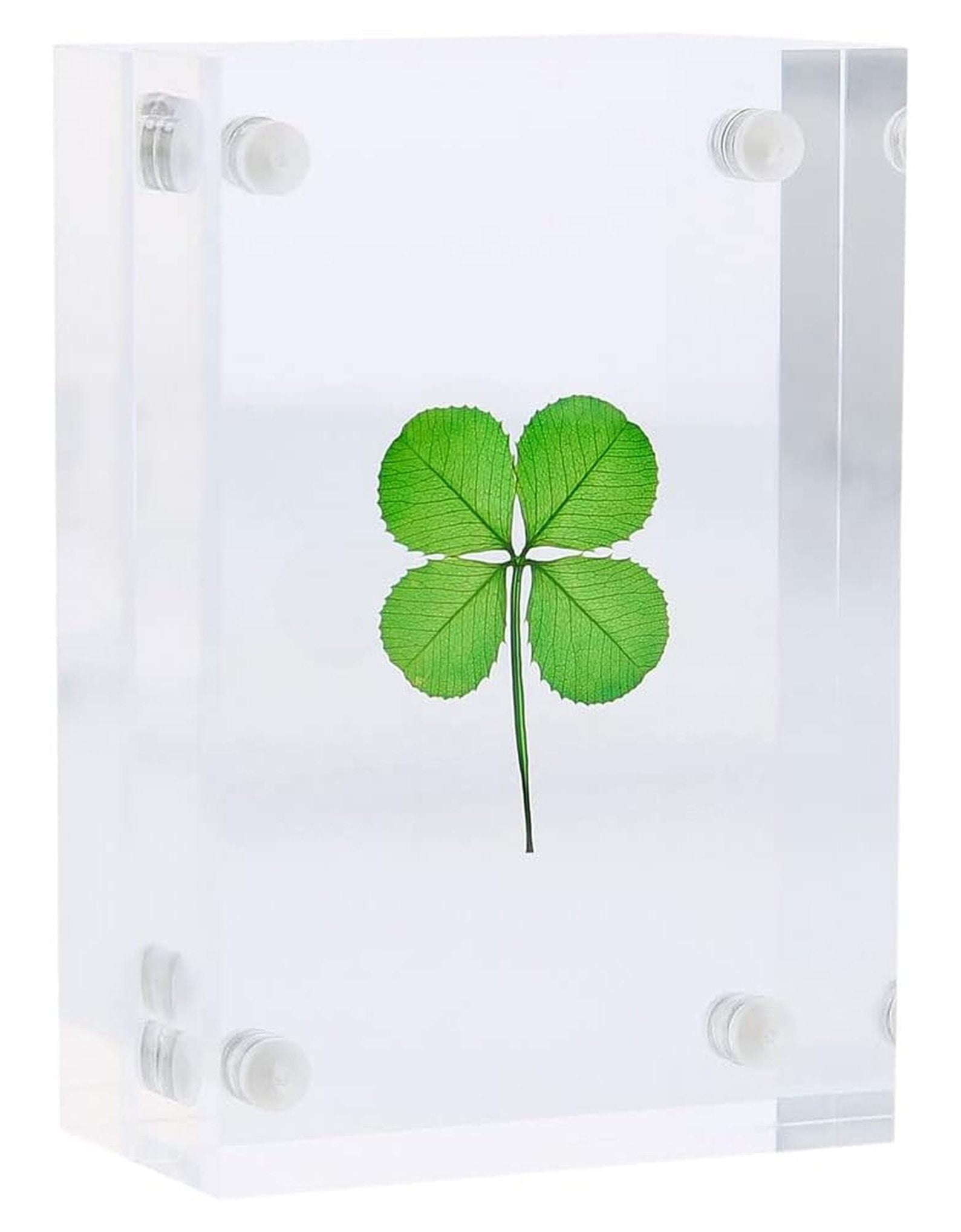 Genuine Preserved Four Leaf Clover Suspended in a Modern Minimalistic ...
