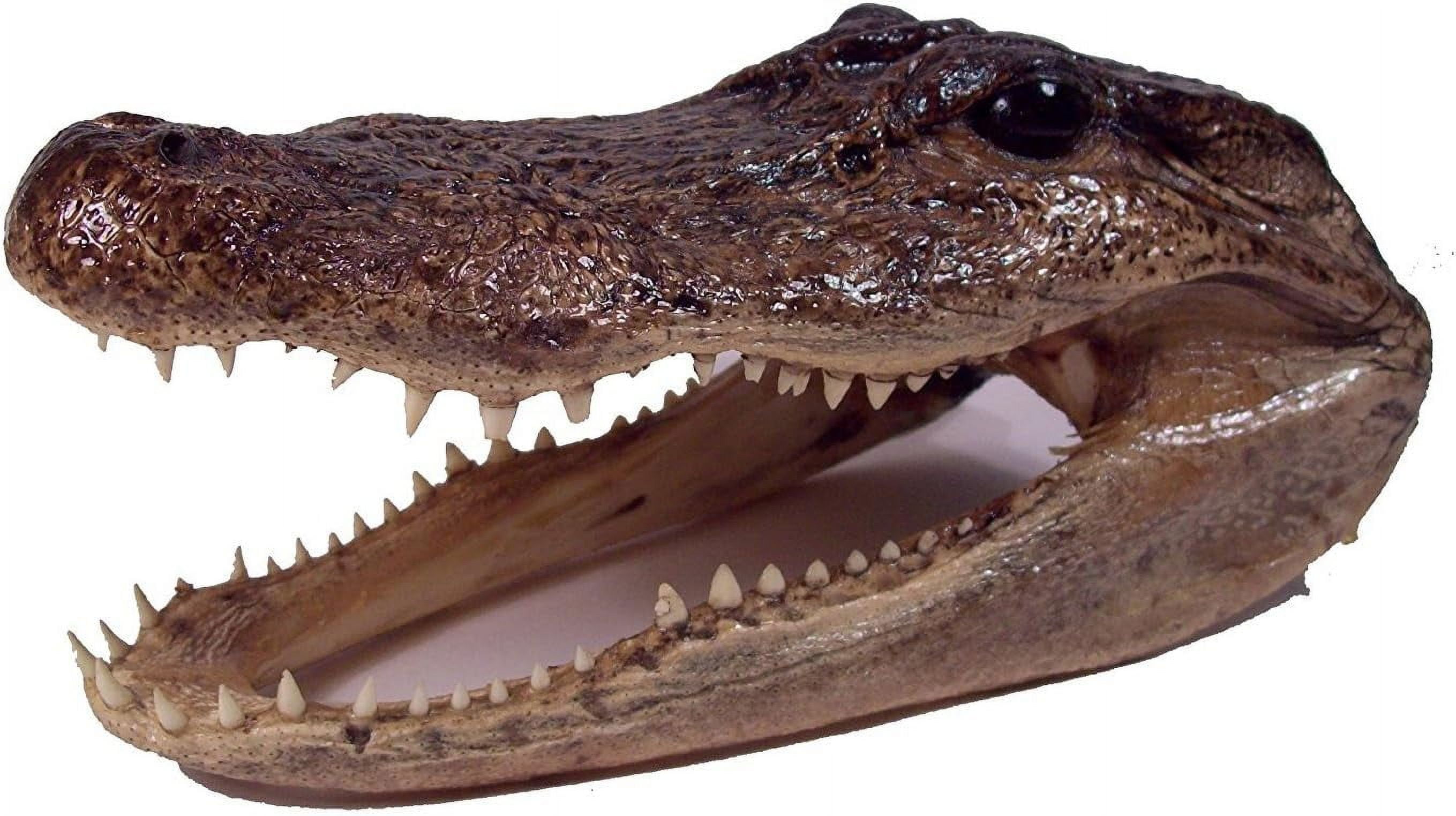 Genuine Preserved Head (9-11 inch) - Walmart.com