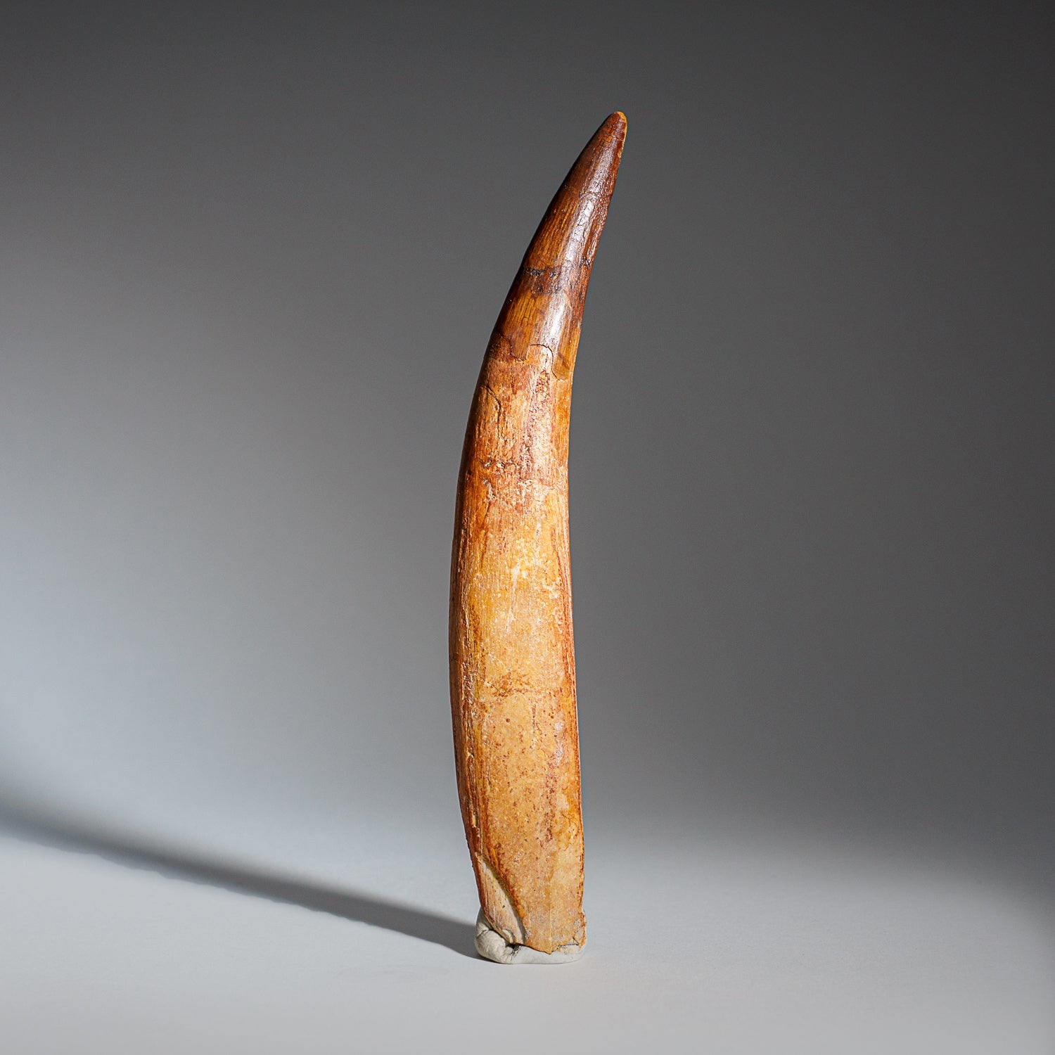 Genuine Spinosaurus Dinosaur Tooth (76.3 grams) - Walmart.com