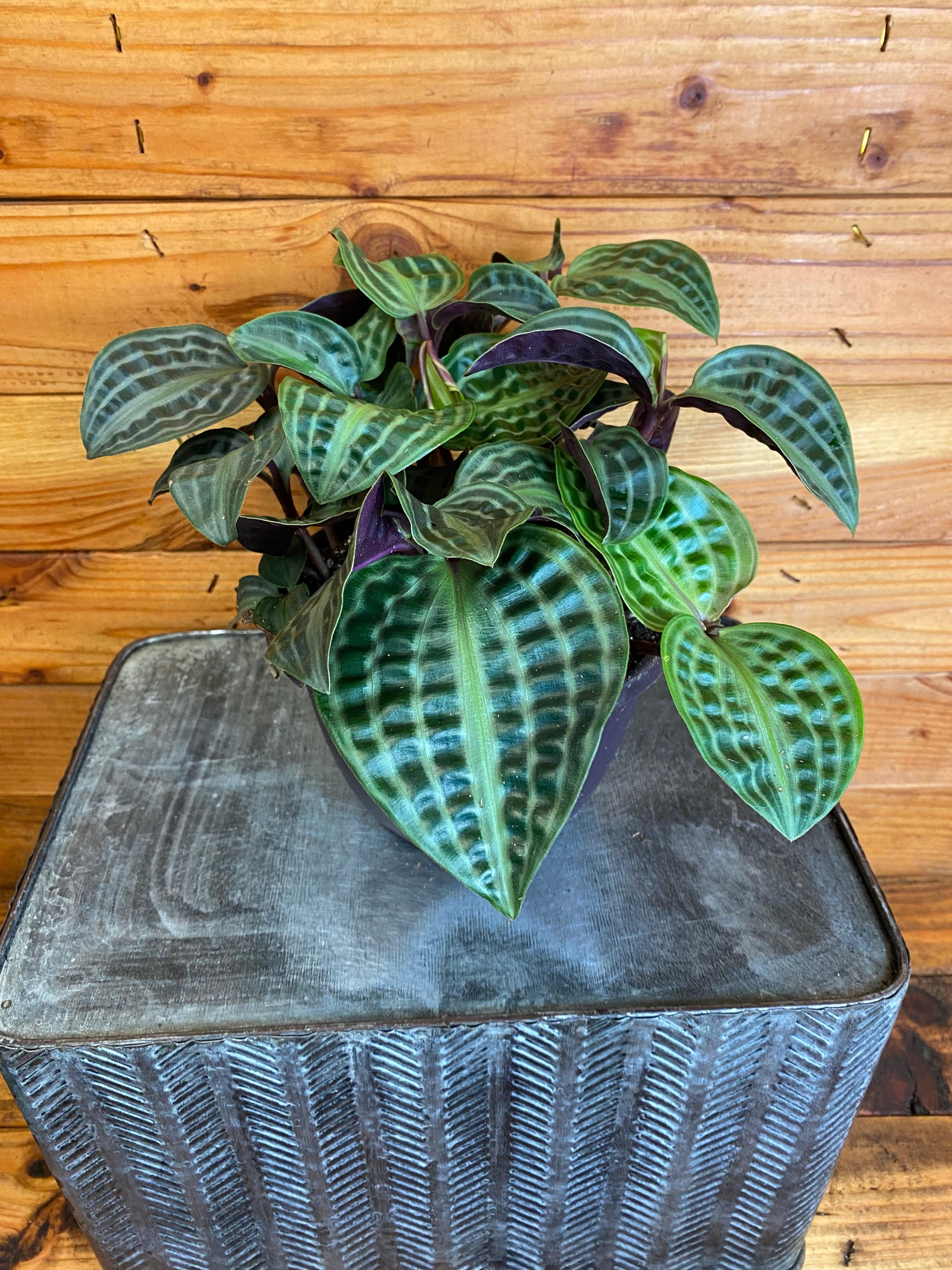 Geogenanthus Poeppigii, 6" Plant - Walmart.com