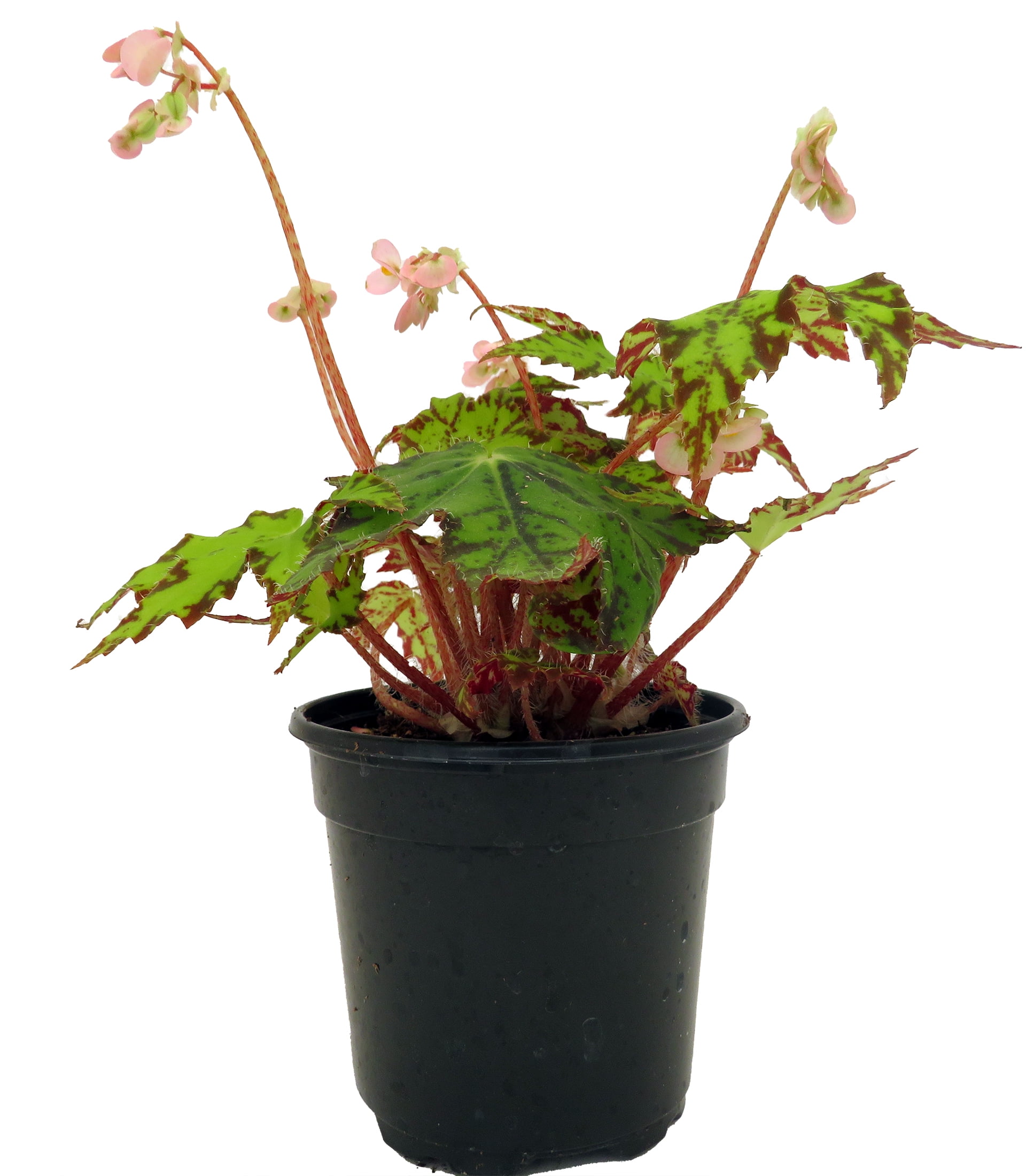 Geometry Begonia Plant - 4" Pot - Great Houseplant - Walmart.com