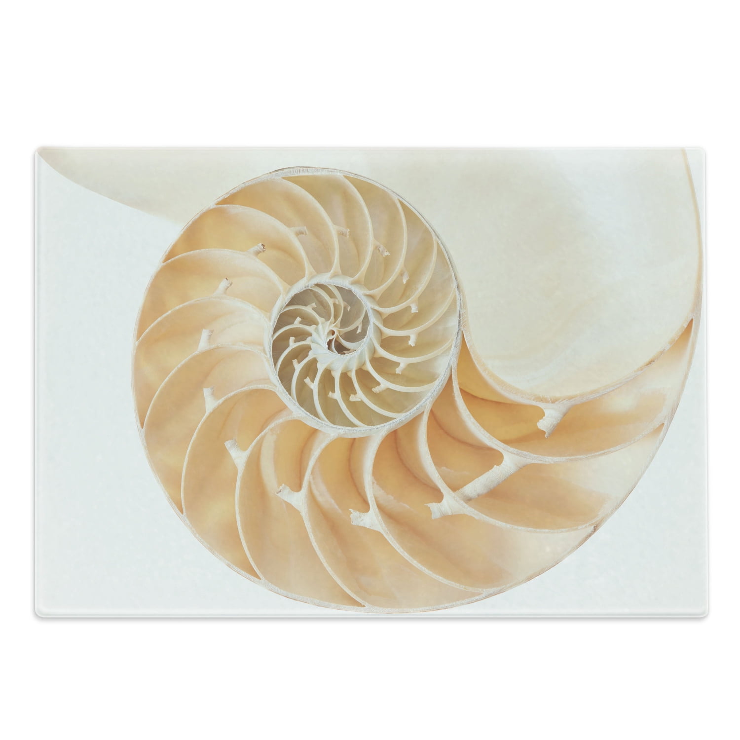 Geometry Cutting Board, Nautilus Shell Showing the Chambers in Distance ...
