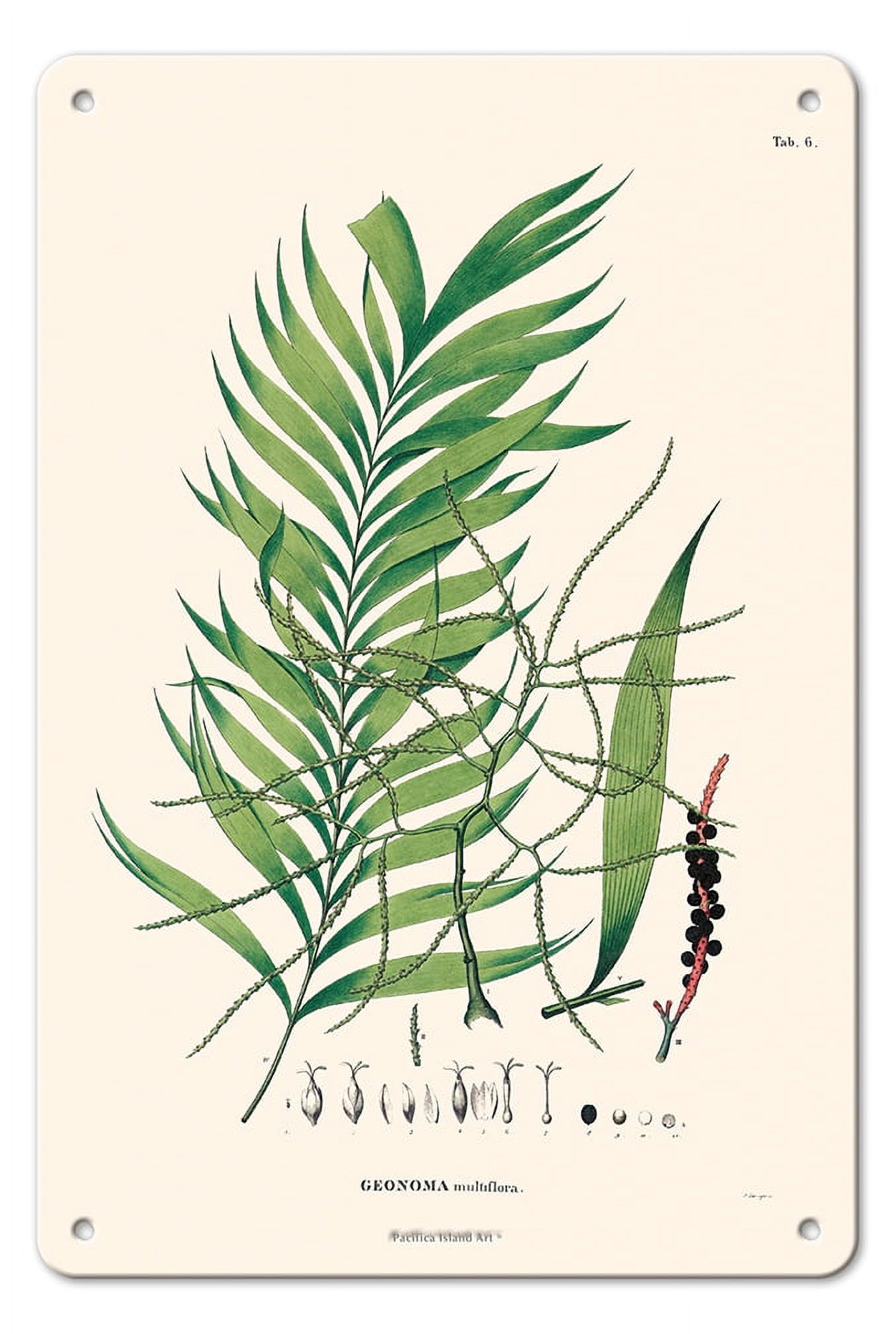 Geonoma Maxima - Palm Tree - Vintage Botanical Illustration by Carl ...