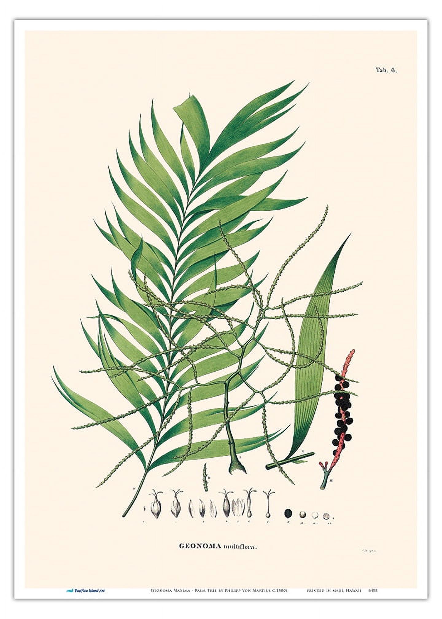 Geonoma Maxima - Palm Tree - Vintage Botanical Illustration by Carl ...