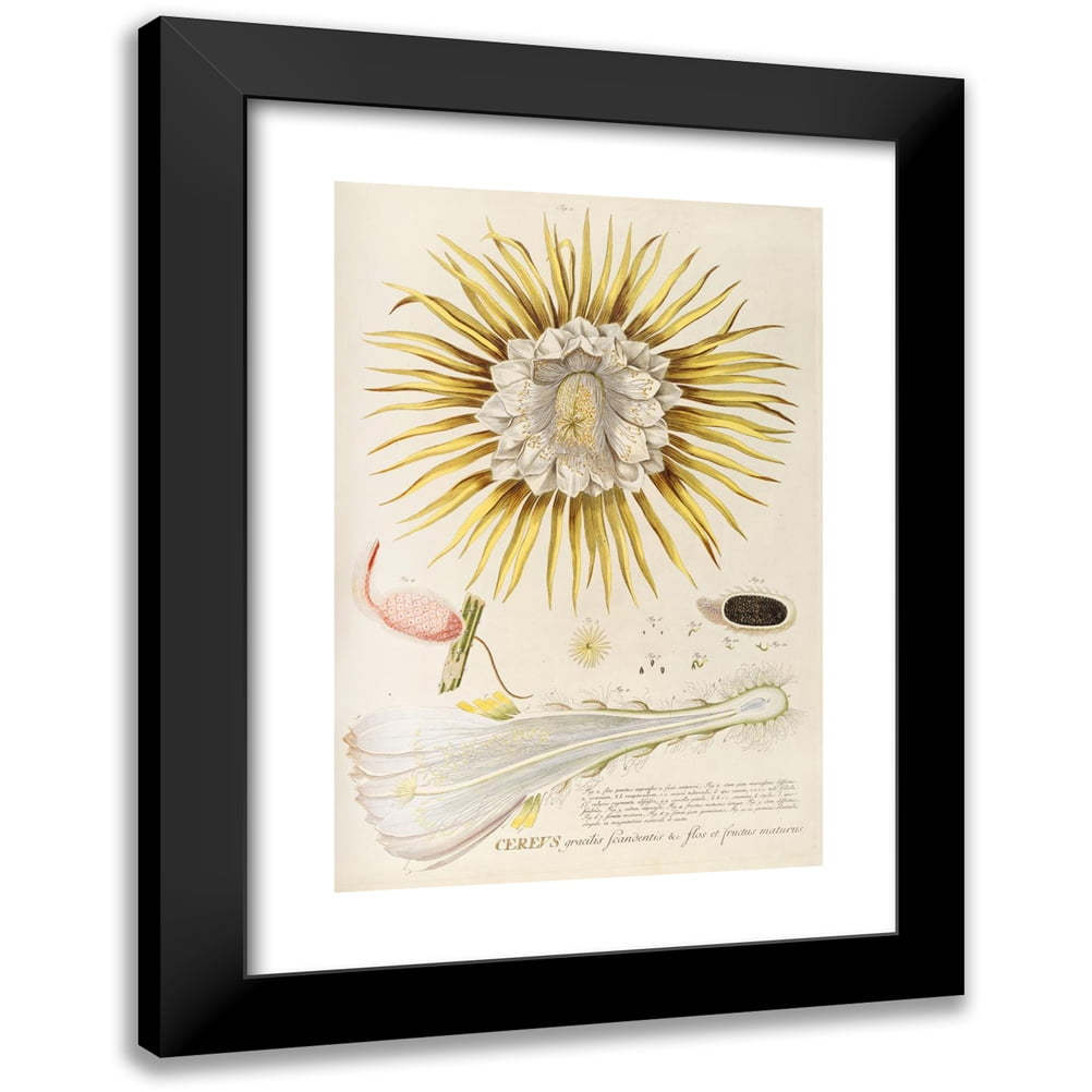 Georg Dionysius Ehret 11x14 Black Modern Framed Museum Art Print Titled ...