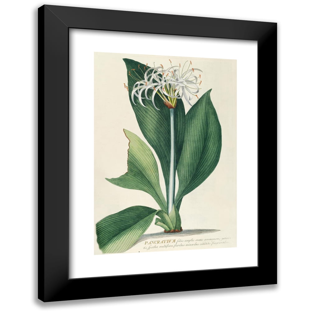 Georg Dionysius Ehret 11x14 Black Modern Framed Museum Art Print Titled ...