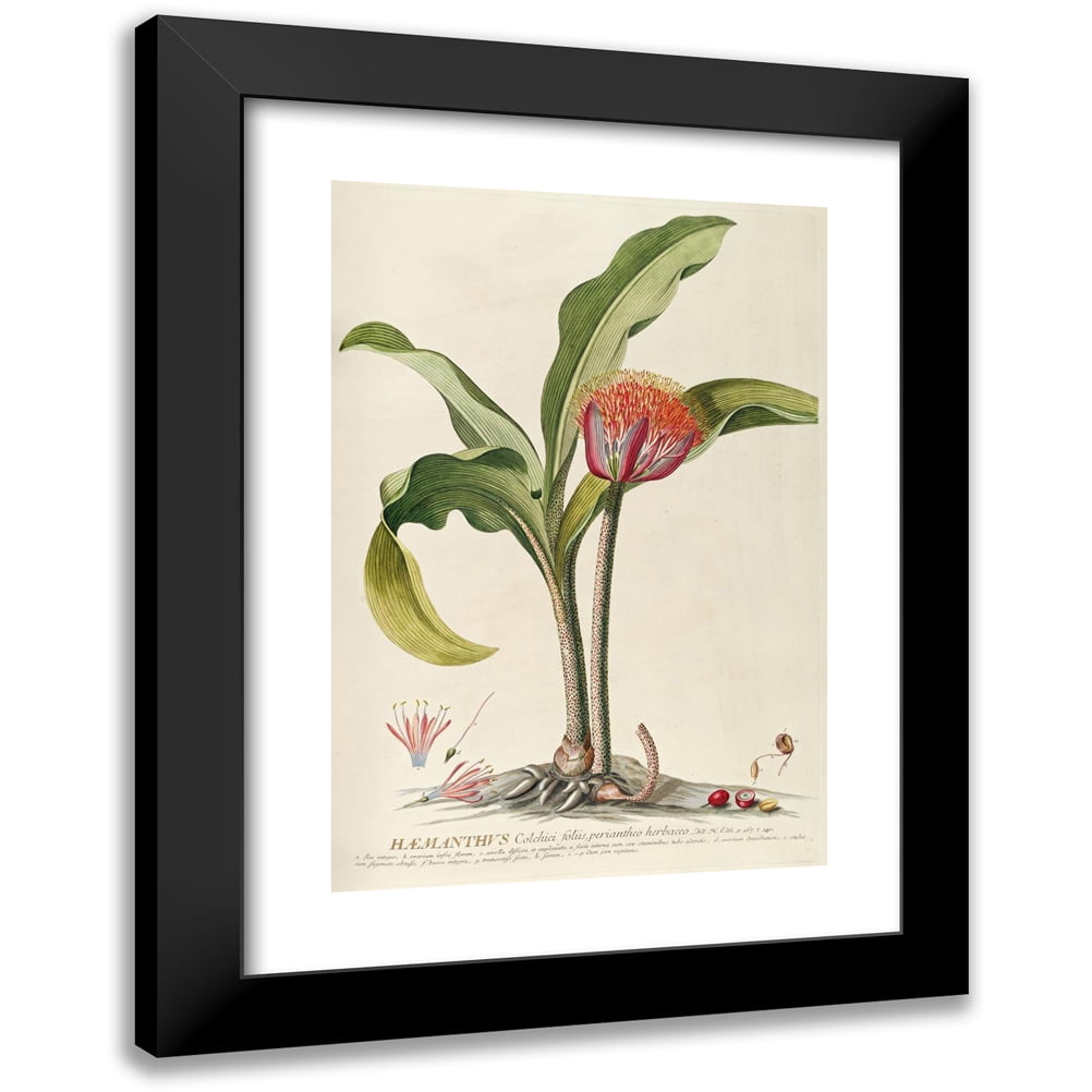 Georg Dionysius Ehret 14x18 Black Modern Framed Museum Art Print Titled ...