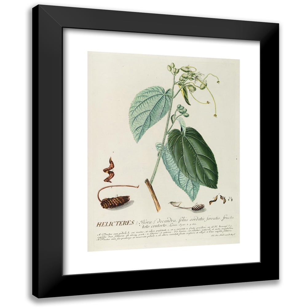 Georg Dionysius Ehret 14x18 Black Modern Framed Museum Art Print Titled ...