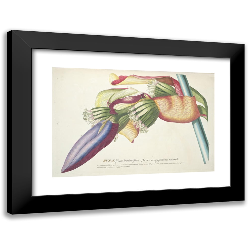 Georg Dionysius Ehret 24x18 Black Modern Framed Museum Art Print Titled ...