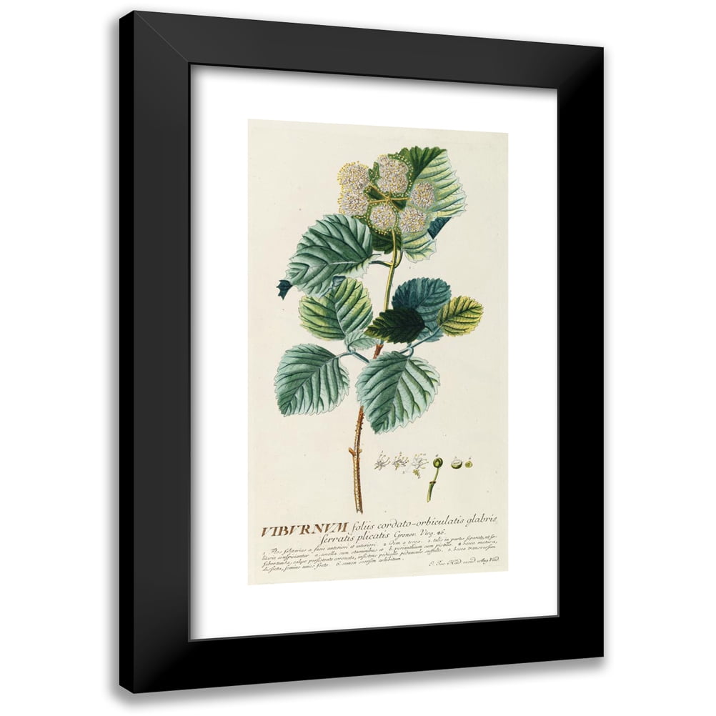 Georg Dionysius Ehret 9x14 Black Modern Framed Museum Art Print Titled ...