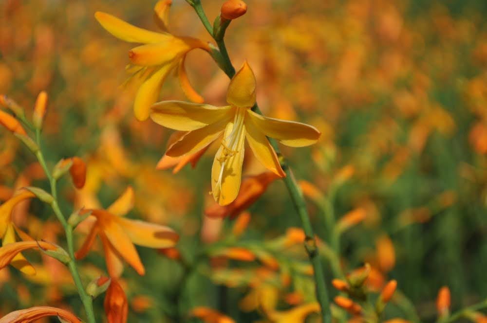 George Davidson Crocosmia - Perennial - Gallon Pot - Walmart.com