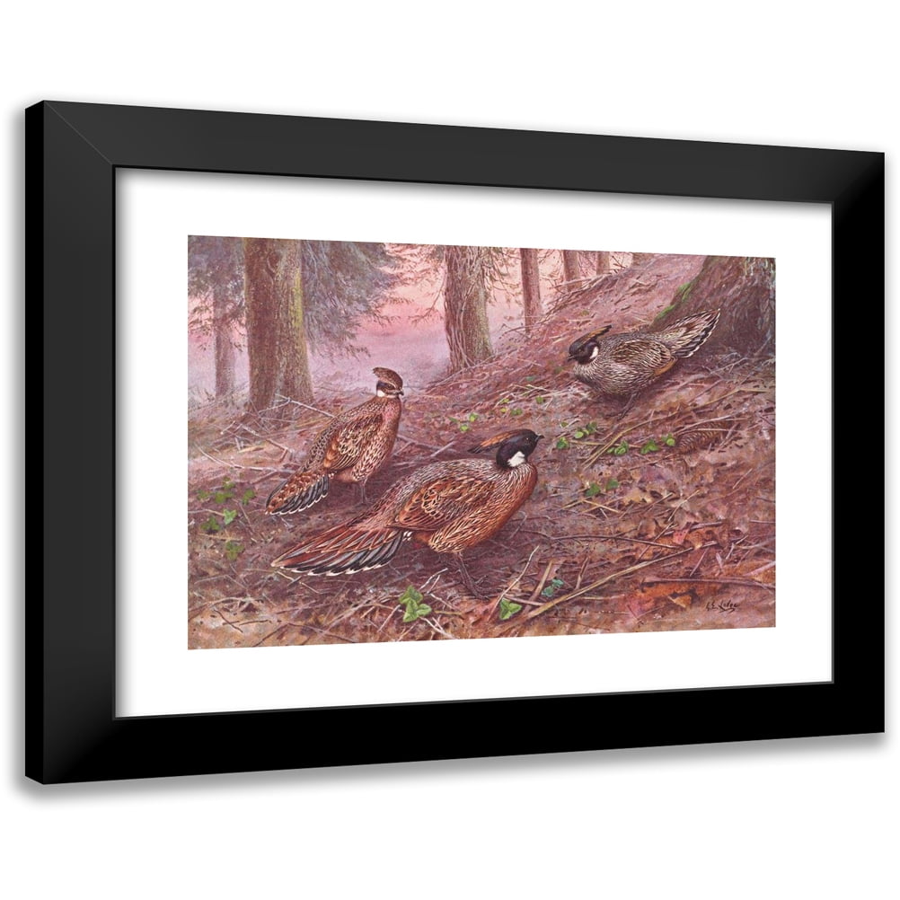 George Edward Lodge 14x11 Black Modern Framed Museum Art Print Titled ...