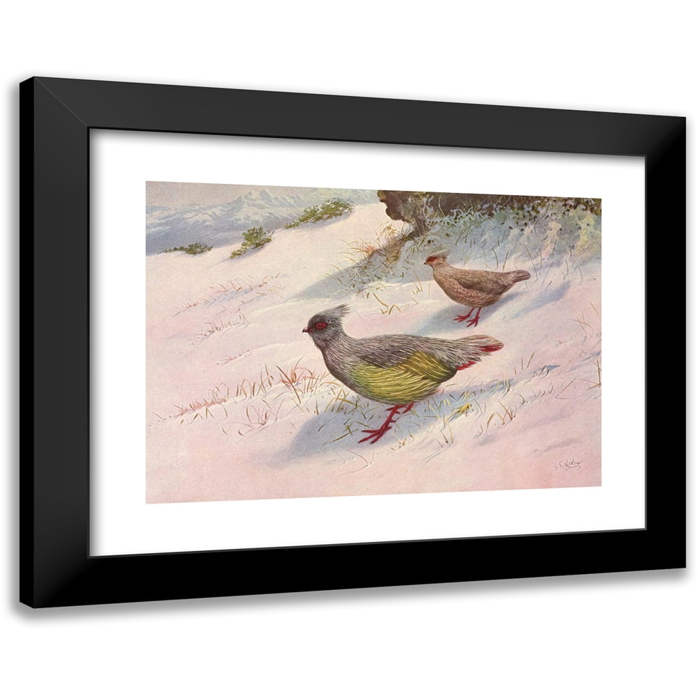 George Edward Lodge 14x11 Black Modern Framed Museum Art Print Titled ...