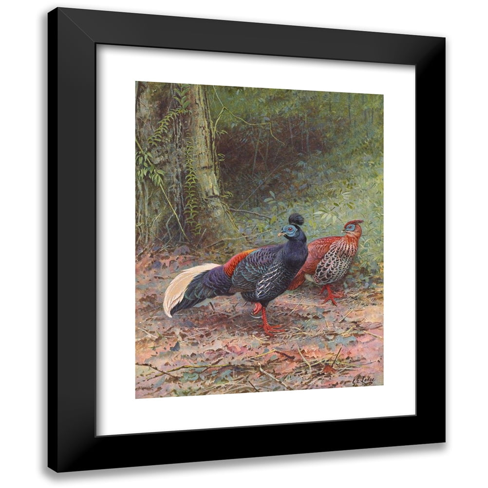 George Edward Lodge 15x18 Black Modern Framed Museum Art Print Titled ...