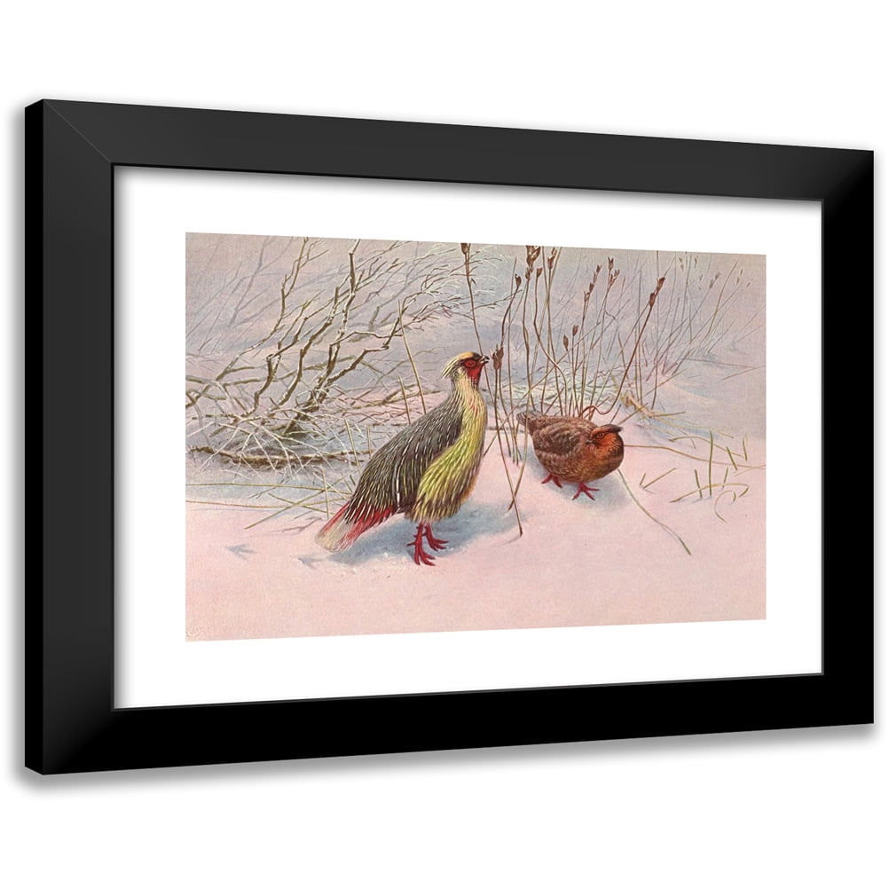 George Edward Lodge 18x14 Black Modern Framed Museum Art Print Titled ...