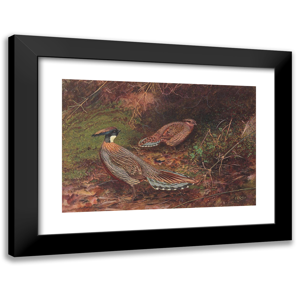 George Edward Lodge 18x14 Black Modern Framed Museum Art Print Titled ...