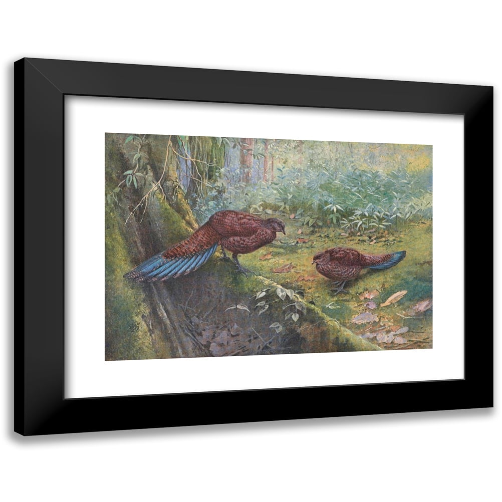 George Edward Lodge 24x18 Black Modern Framed Museum Art Print Titled ...