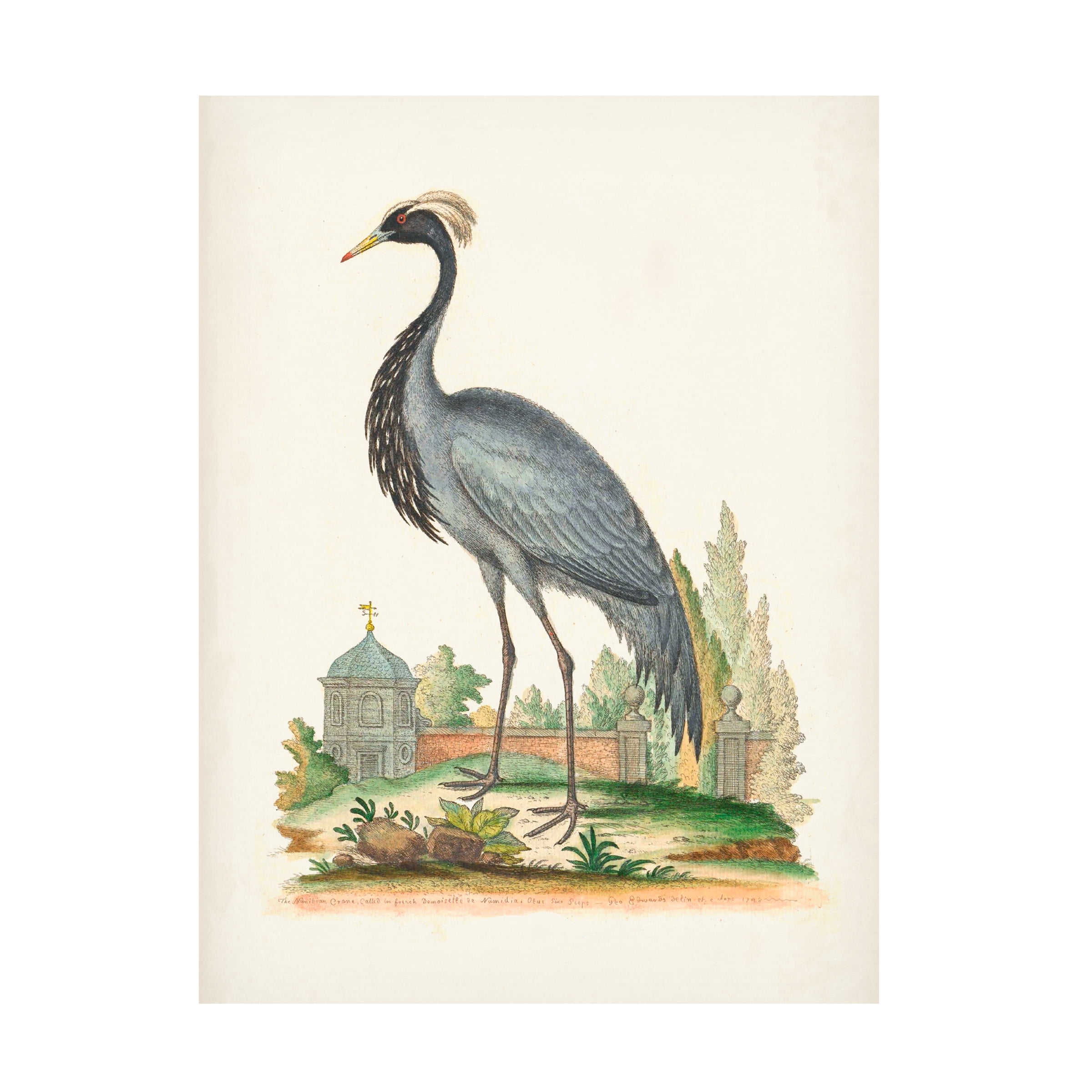 Free Shipping! Trademark Fine Art George Edwards Antique Heron and ...