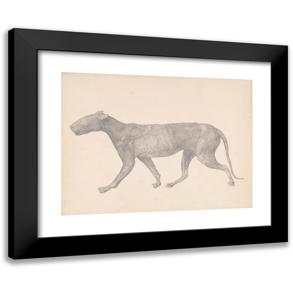 George Stubbs 14x11 Black Modern Framed Museum Art Print Titled - Tiger ...
