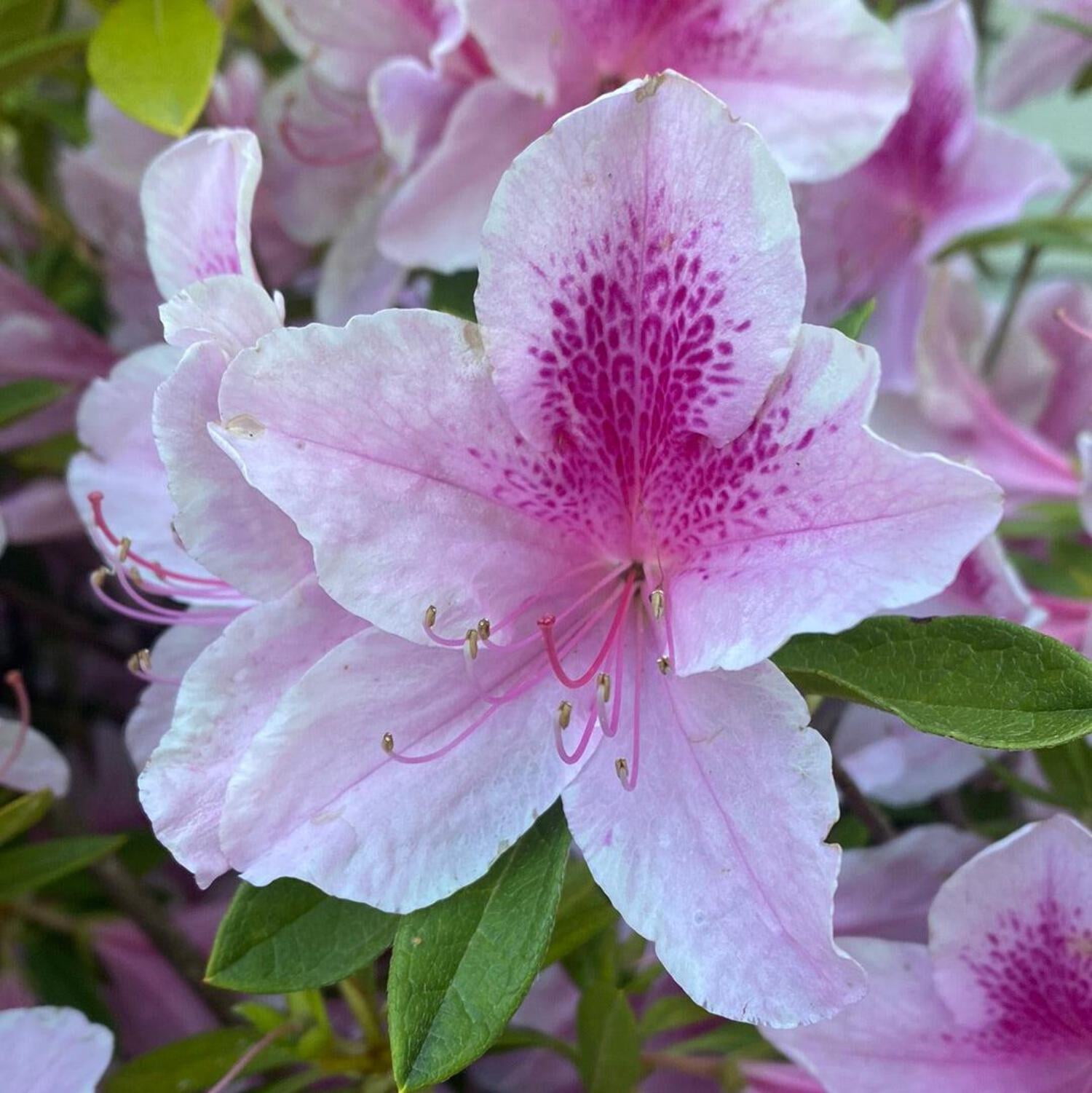 GoBuyPlants - George Taber Azalea - 3 Gallon Pot - Walmart.com