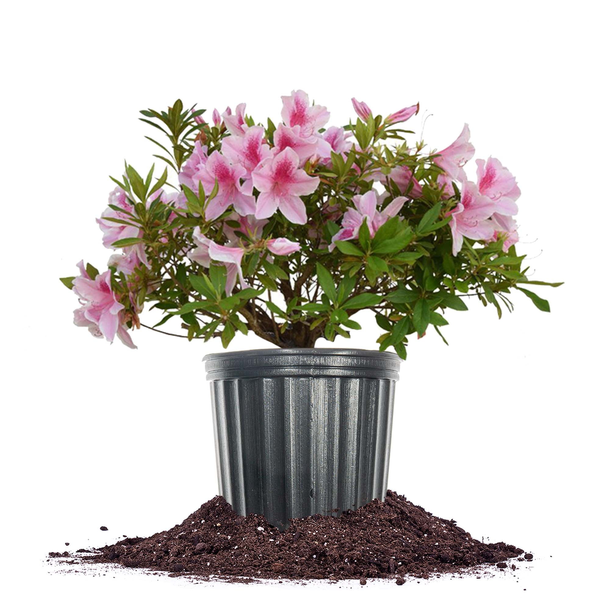 George Taber Azalea 3 Gallon - Walmart.com