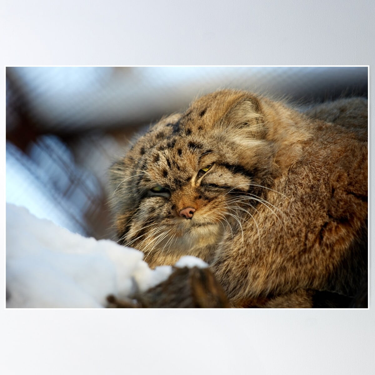 George The Pallas'S Cat Is Trying To Have A Nap On A Tree Poster Wall ...