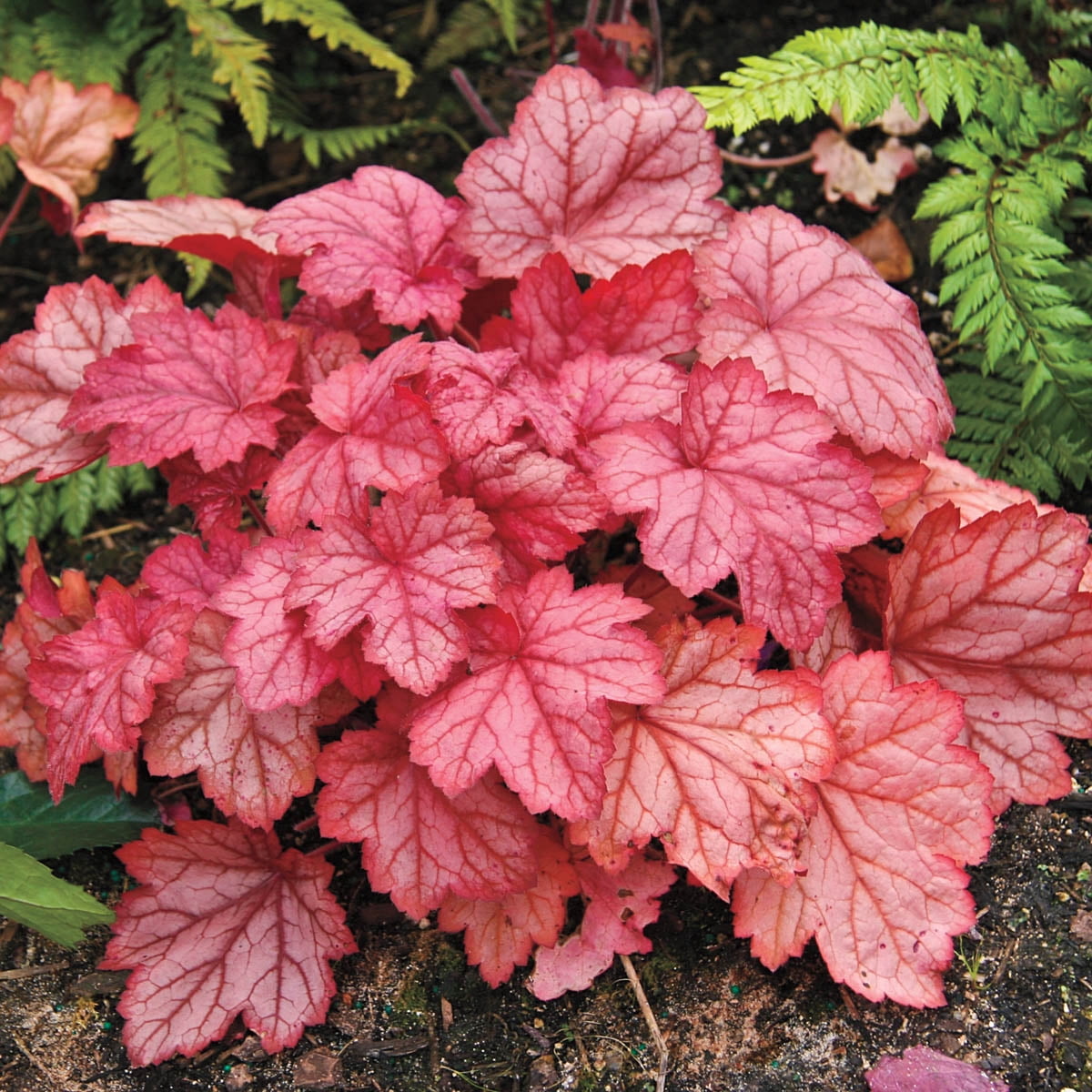 Georgia Peach Coral Bell Dormant Bare Root Perennial Roots (3-Pack ...