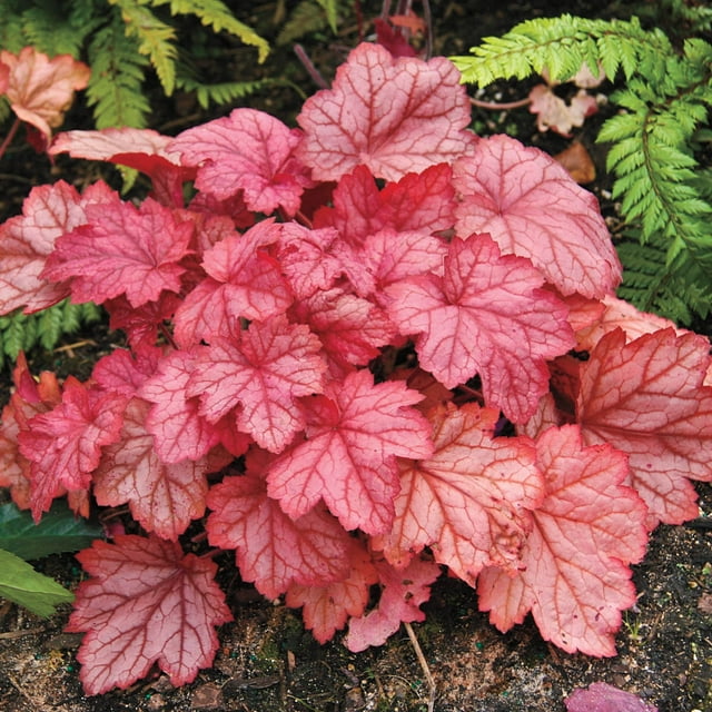 Georgia Peach Coral Bell Dormant Bare Root Perennial Roots (3-Pack ...