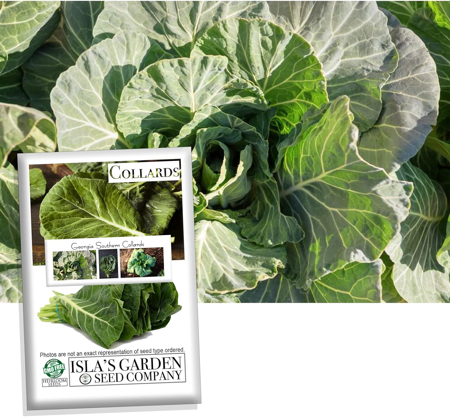 Georgia Southern Collards Seeds for Planting, 500+ Heirloom Seeds Per ...