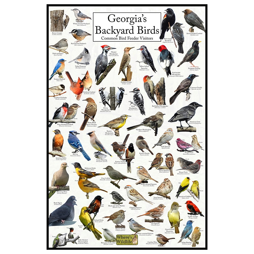 Georgia's Backyard Birds Poster - Georgia Bird Chart Highlighting Birds ...