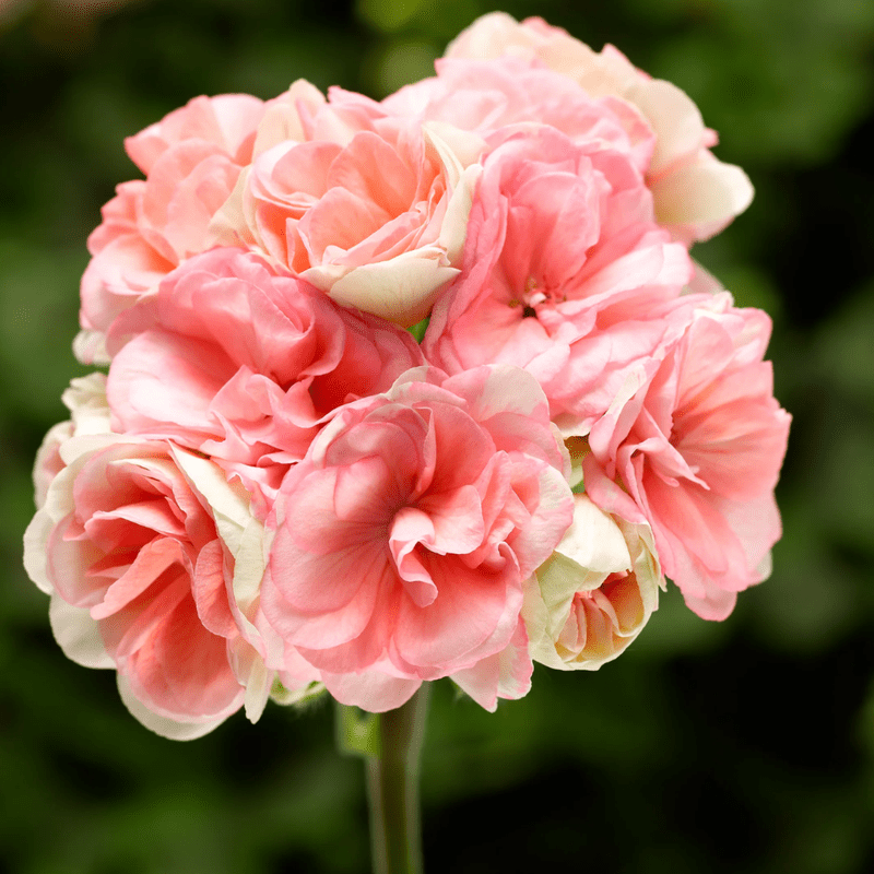 Geranium Antique Salmon Live Plant - 4 to 8 Inch Tall, Perennial Garden ...