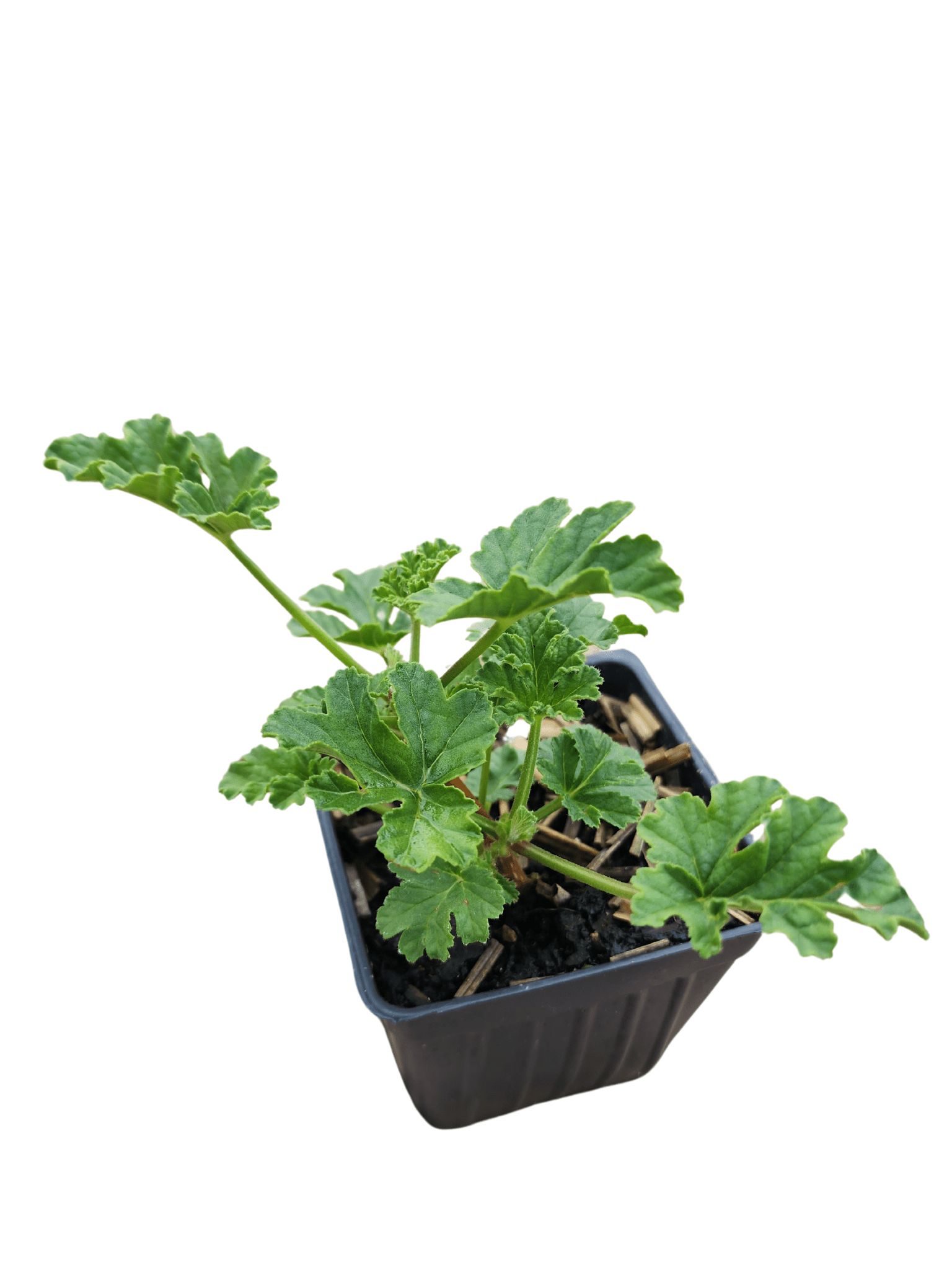 Geranium 'Apricot' (Pelargonium scabrum) Organic Scented Geranium Plant ...
